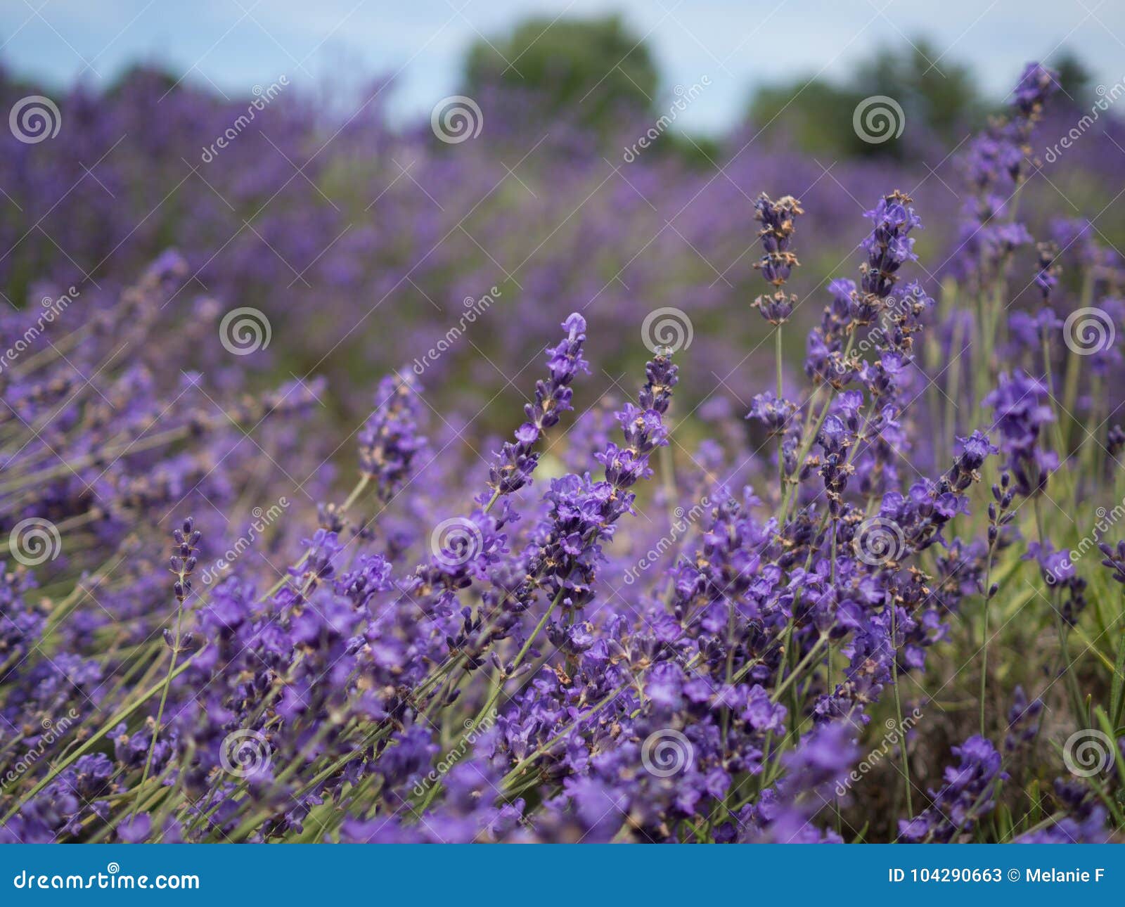 Lavender field stock image. Image of violet, farm, field - 104290663