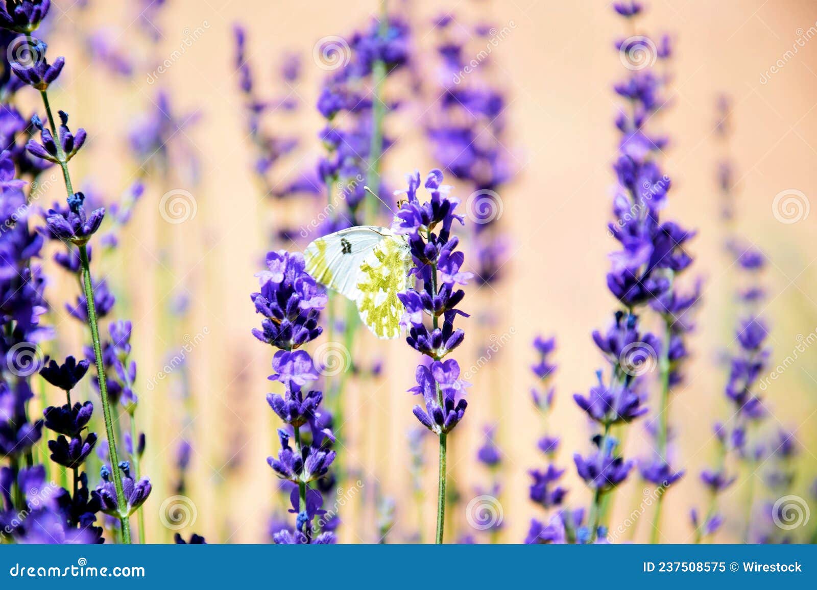 Field of Lavender in Spring Time Stock Image - Image of flora, colorful ...