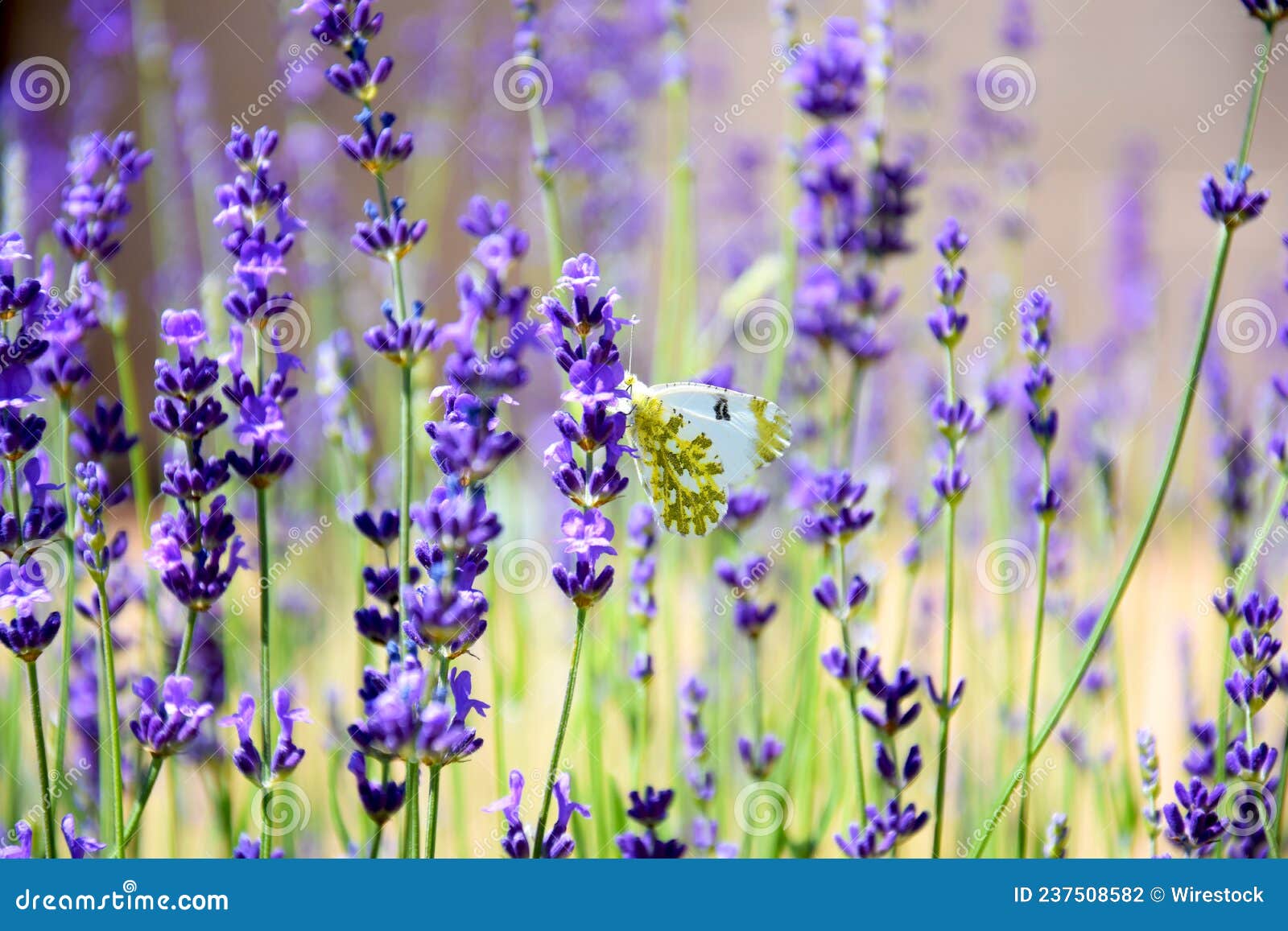 Field of Lavender in Spring Time Stock Photo - Image of landscape ...
