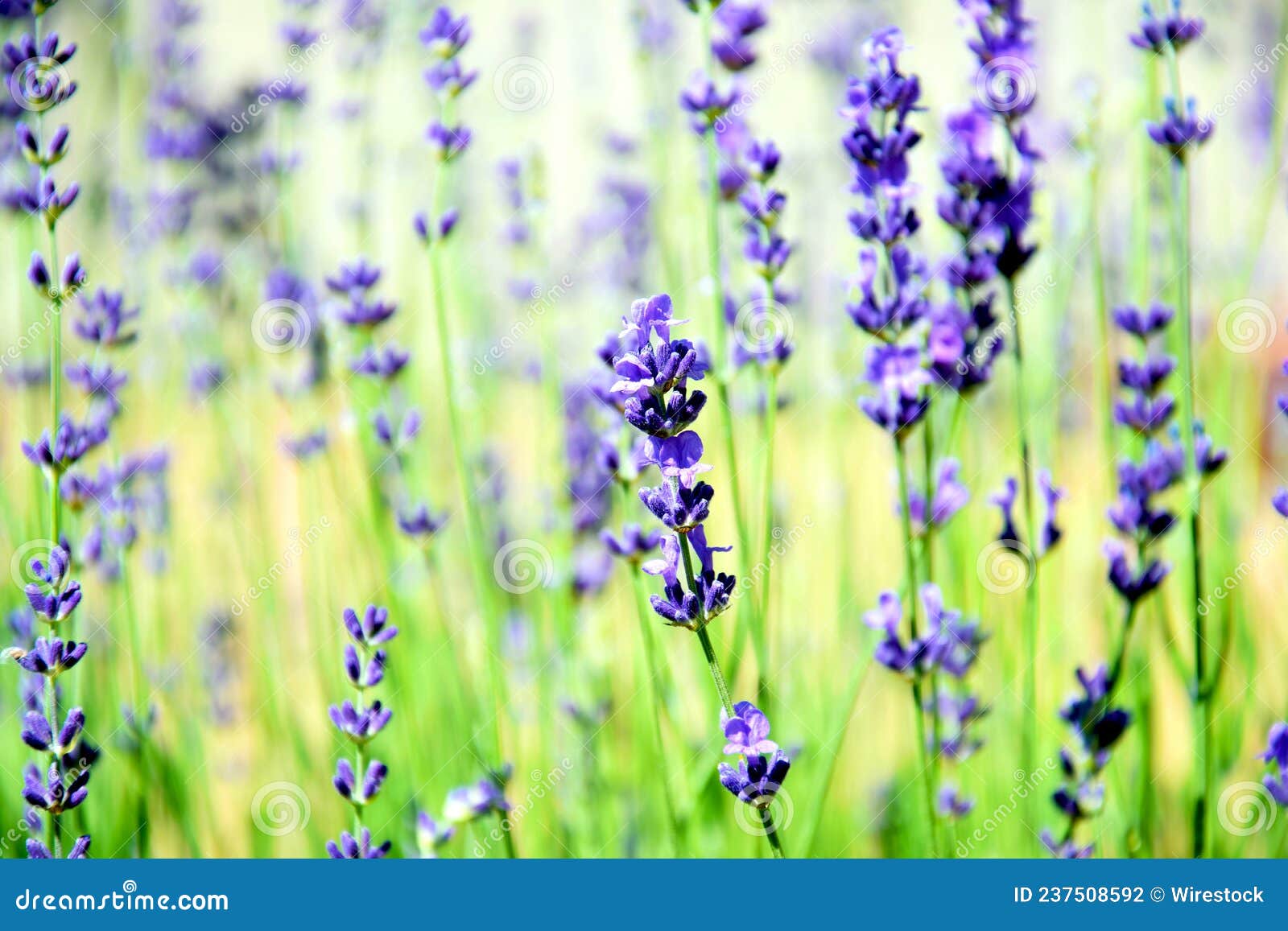 Field of Lavender in Spring Time Stock Photo - Image of blooming, aroma ...