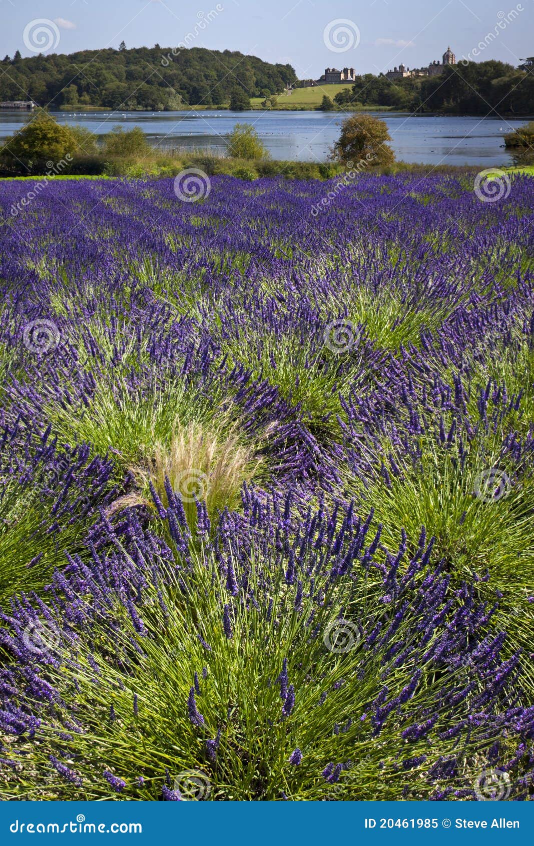 Lavender Field - Yorkshire - United Kingdom Stock Image - Image of ...