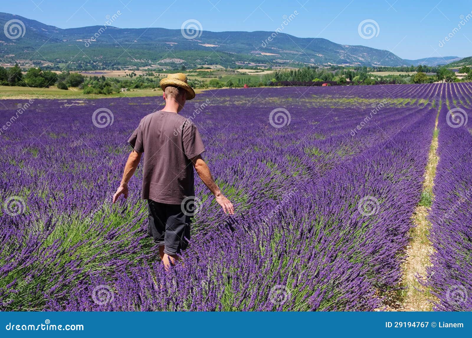 Lavender Field and Young Man Stock Image - Image of french, provence ...