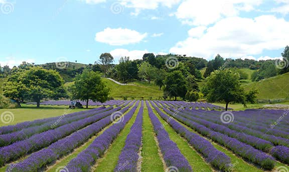 Lavender Fields stock image. Image of color, garden, aromatic - 14236623
