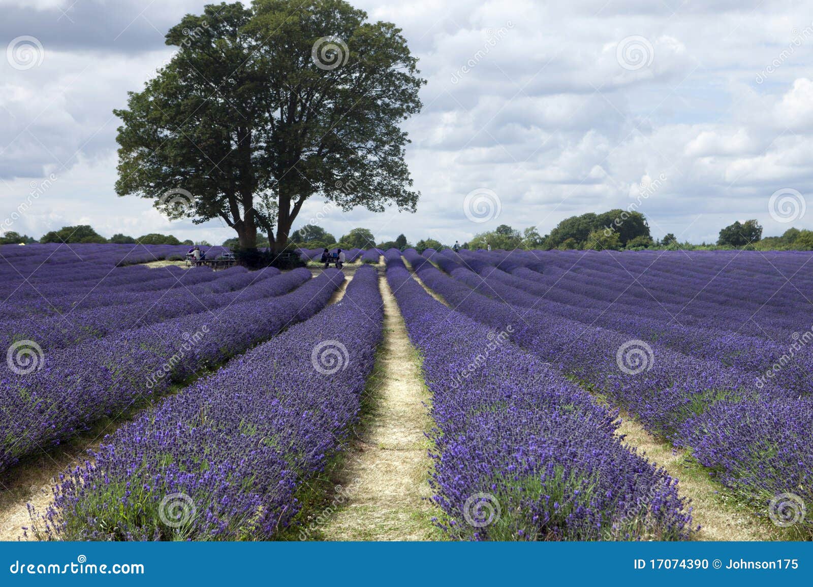 Lavender Fields stock photo. Image of azure, scenic, lavendar - 17074390