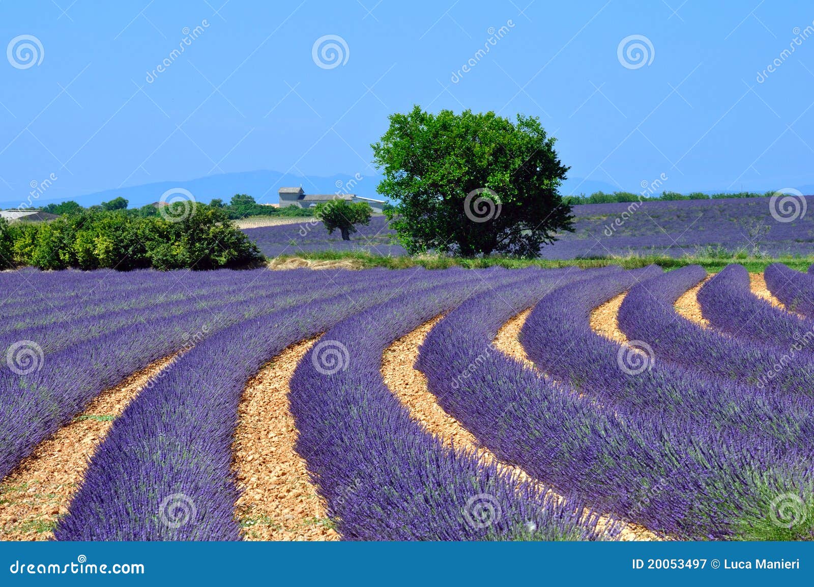 Lavender fields stock image. Image of blooming, lavender - 20053497