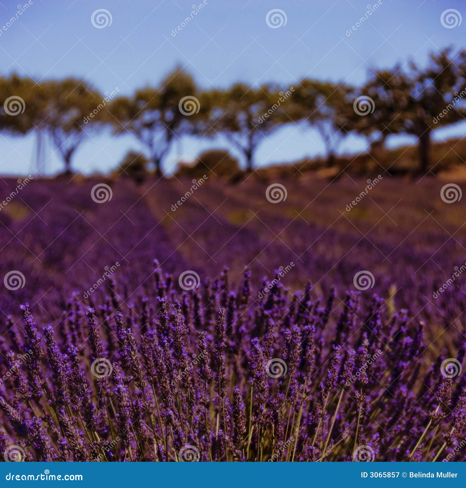 Lavender Fields In Provence, France Royalty-Free Stock Photo ...