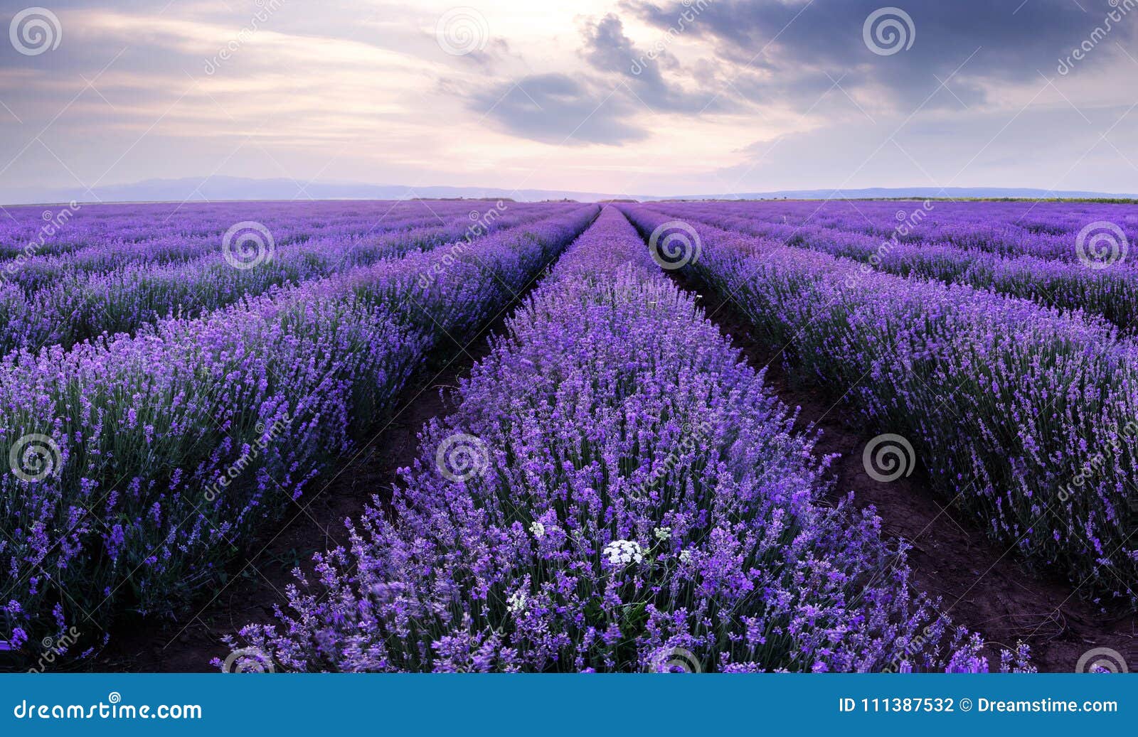 Lavender Fields. Beautiful Image of Lavender Field Stock Photo - Image ...