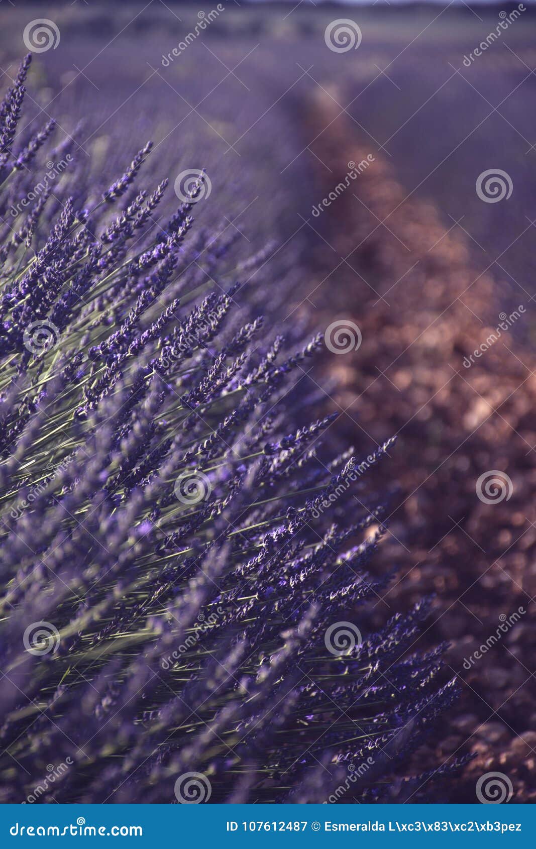 Lavender Fields Bloomed with Light Rays Stock Image - Image of rays ...