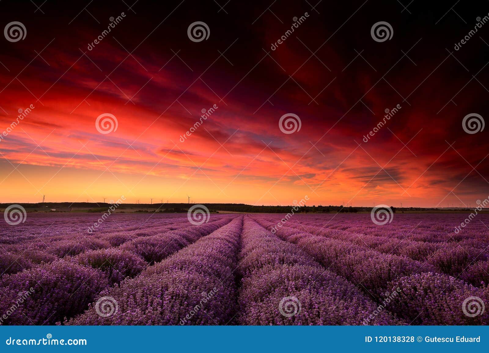 Lavender Fields in Bulgaria in Summer Time Stock Photo - Image of ...