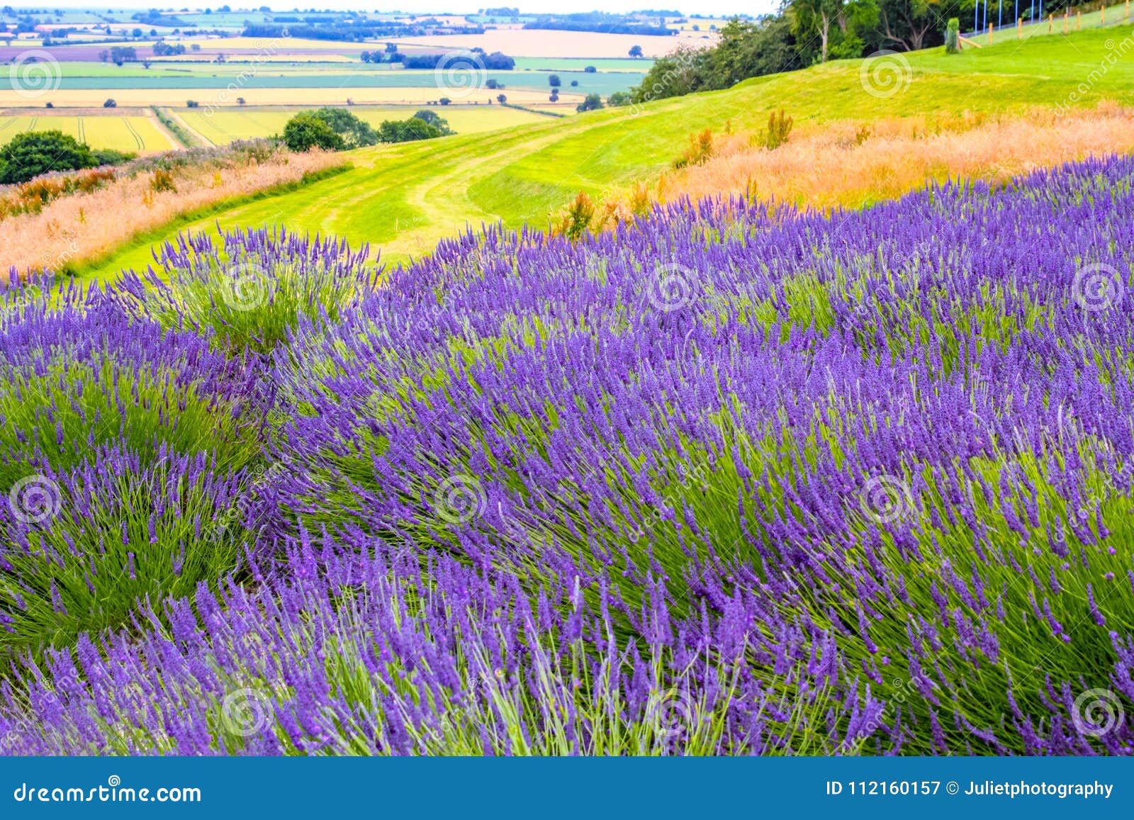 Lavender Fields in England, United Kingdom Stock Image - Image of ...