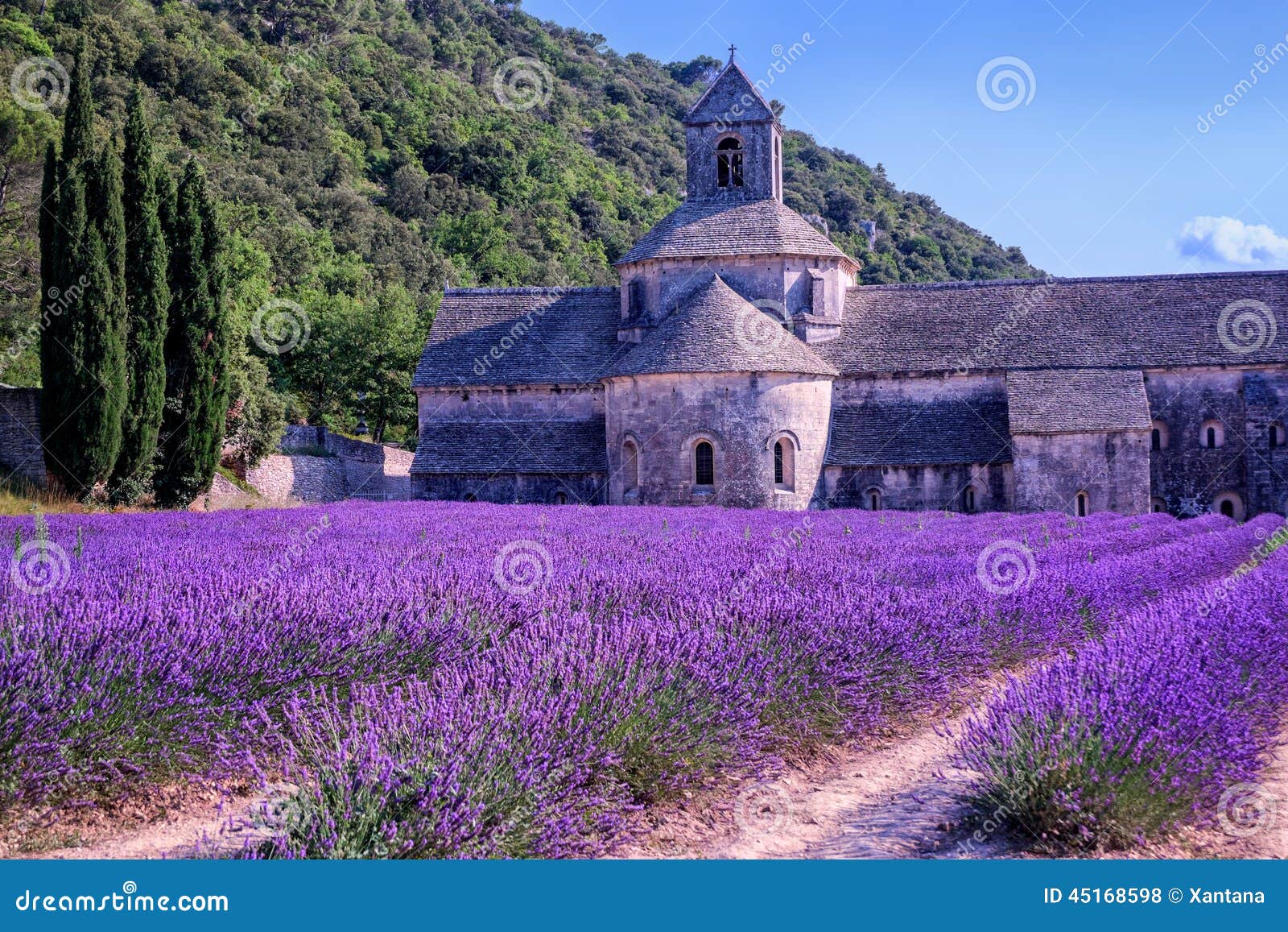 Lavender fields, France stock photo. Image of architecture - 45168598