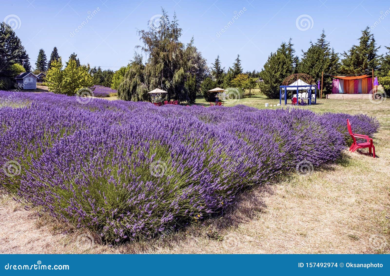 Lavender Fields in Sequim, WA Stock Photo - Image of herb, bush: 157492974