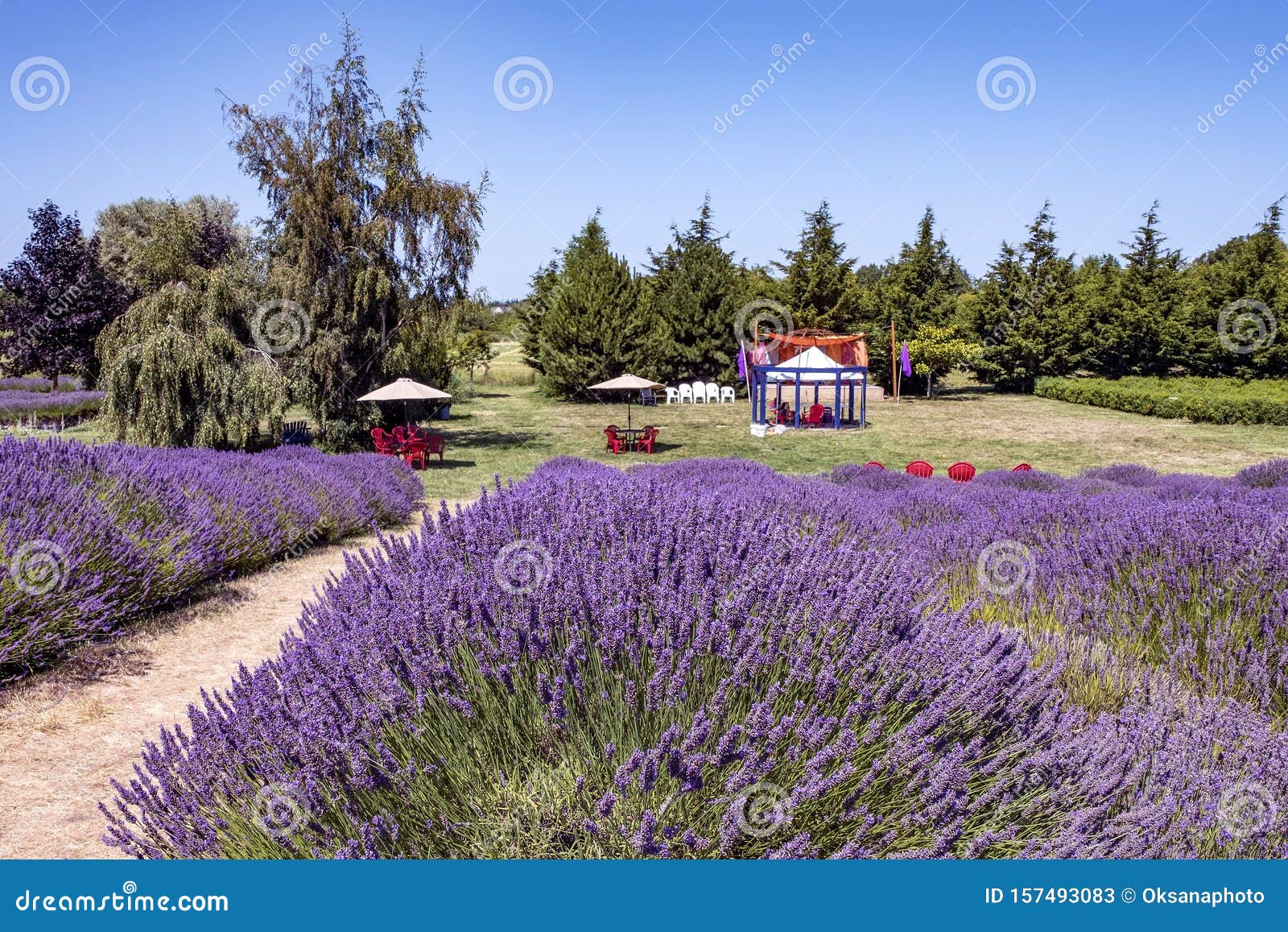 Lavender Fields in Sequim, WA Stock Image - Image of calming, goodness ...