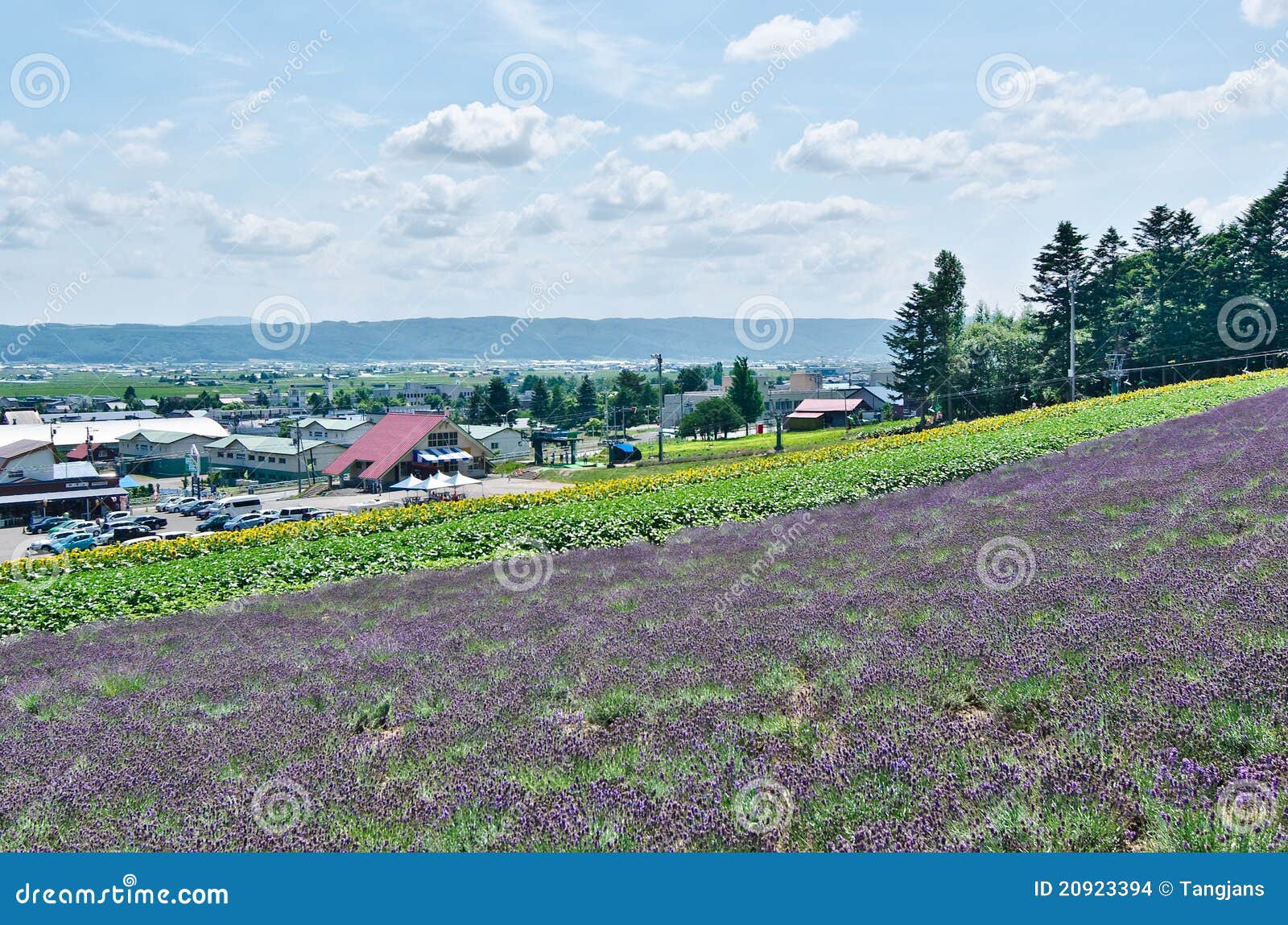 Lavender Fields, Hokkaido, Japan Stock Photo - Image of picturesque ...