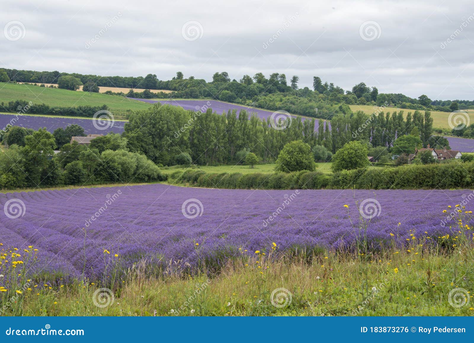 Lavender fields of Kent,UK stock photo. Image of lavander - 183873276