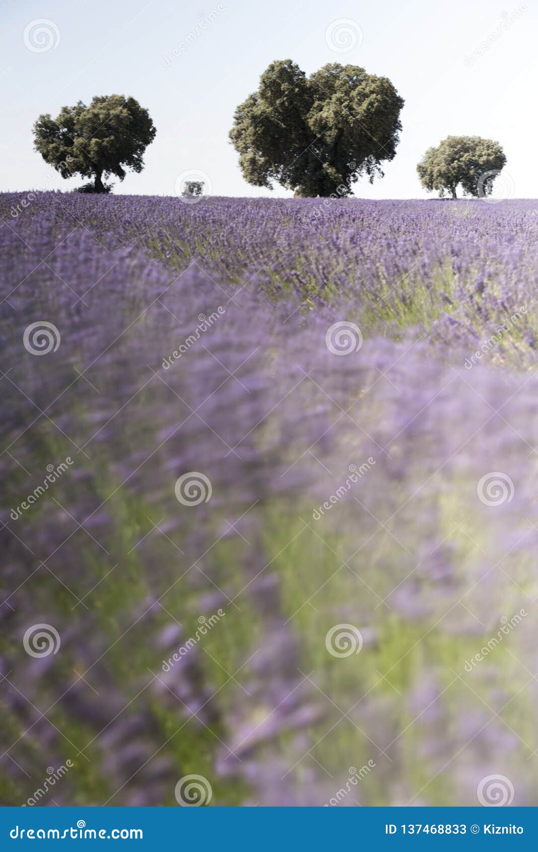 Lavender Fields Moving with the Breeze of the Wind Stock Image - Image ...