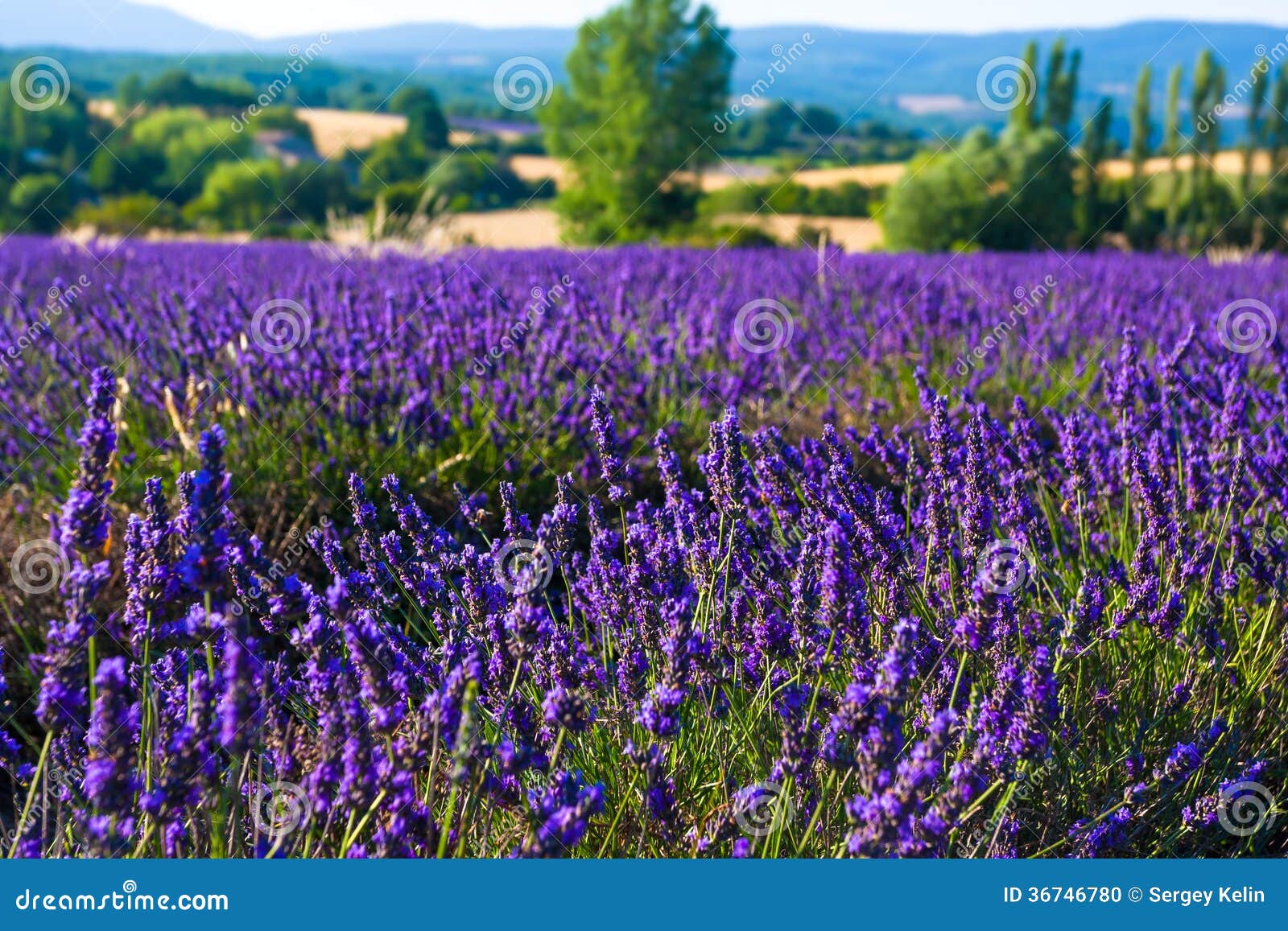 Lavender Fields Near the French Provence Stock Photo - Image of ...