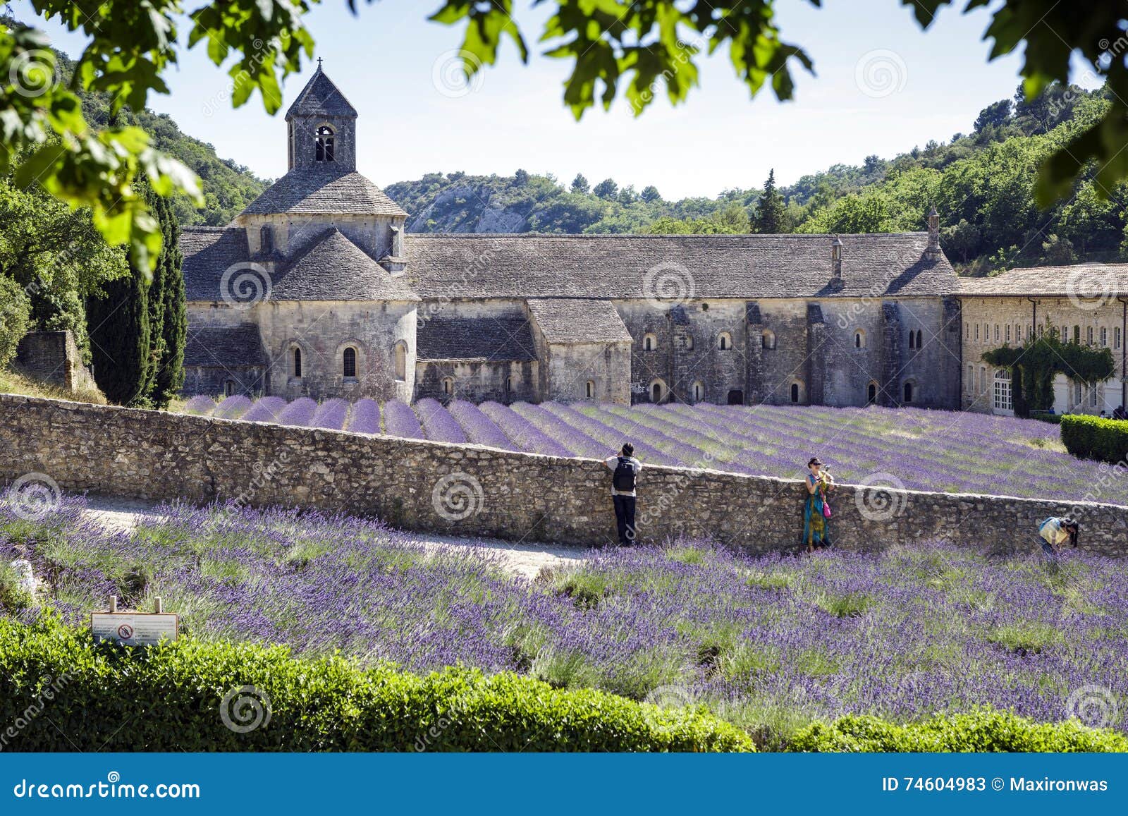 Lavender fields editorial stock photo. Image of fields - 74604983