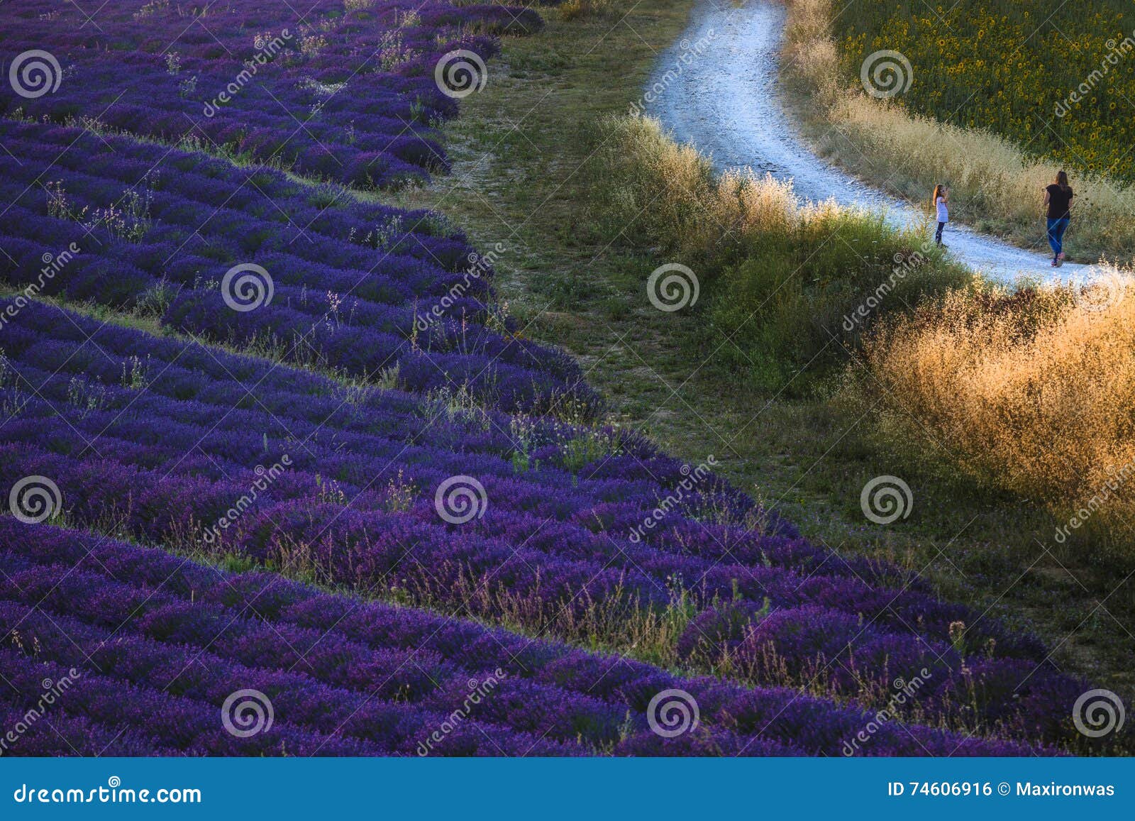 Lavender fields editorial photo. Image of landscape, flower - 74606916