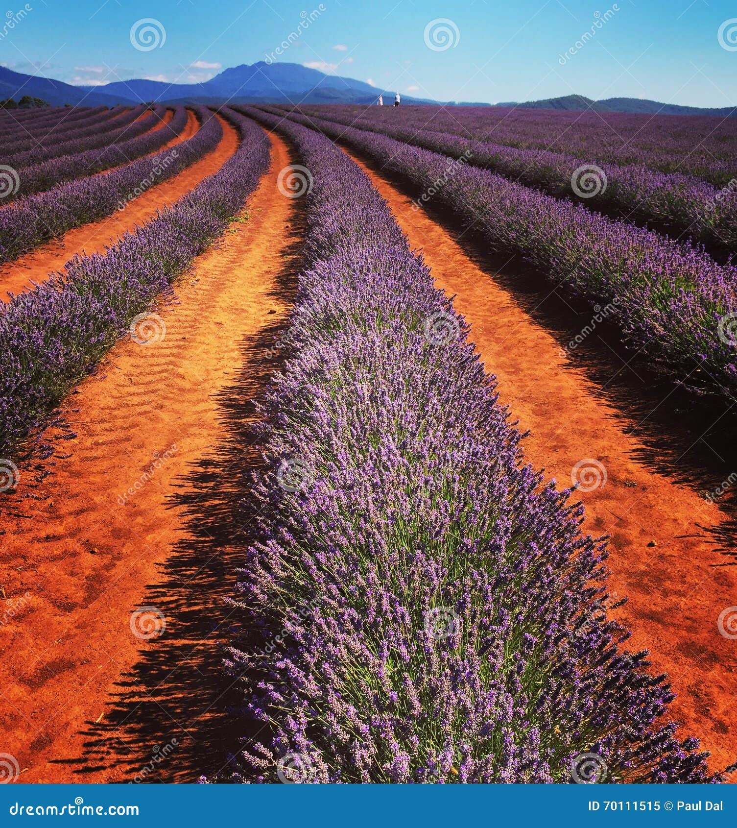 Lavender fields stock image. Image of rows, earth, bridstowe - 70111515