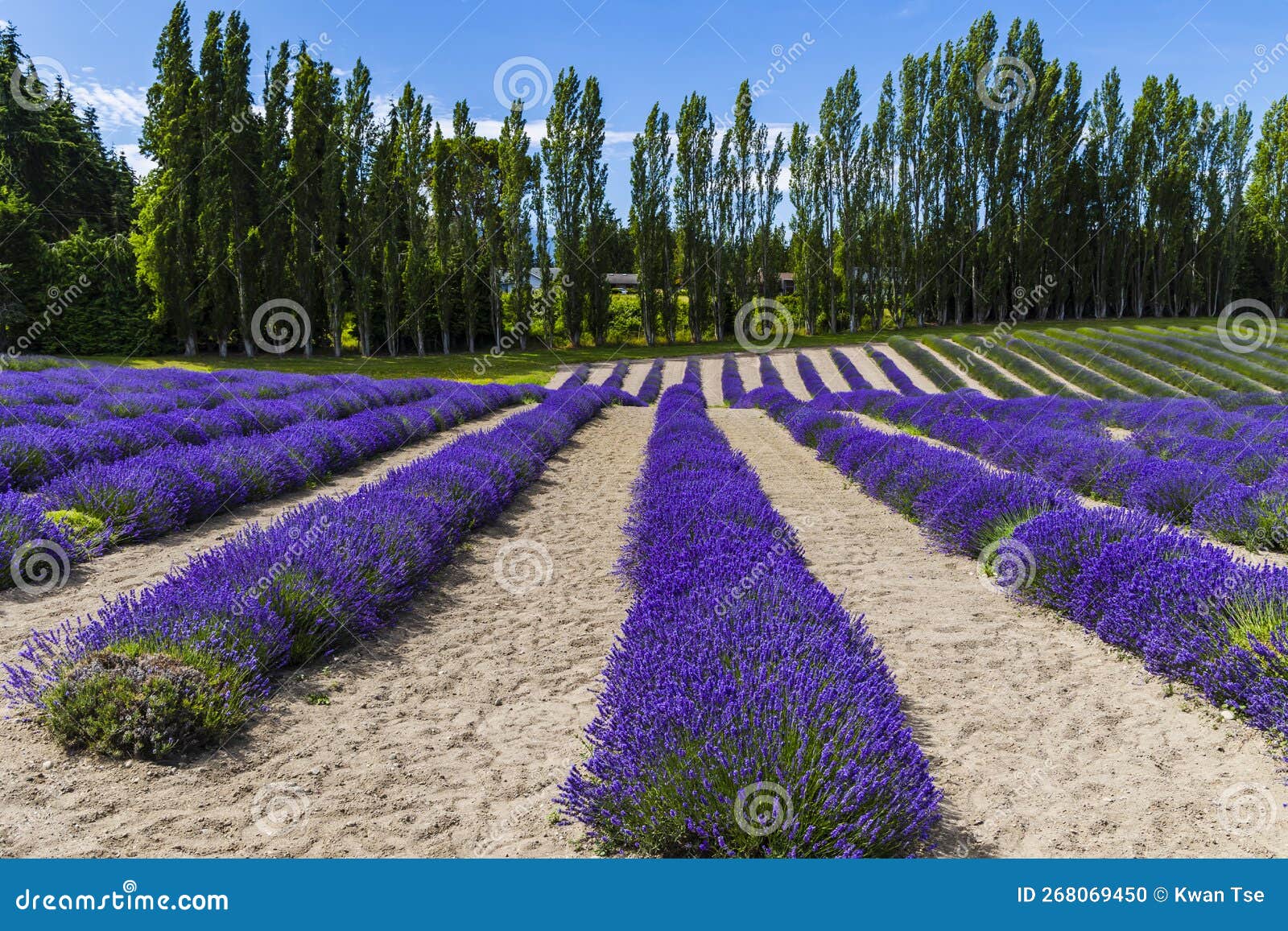 Lavender Fields Scenery at the Sequim Lavender Festival in Summer ...