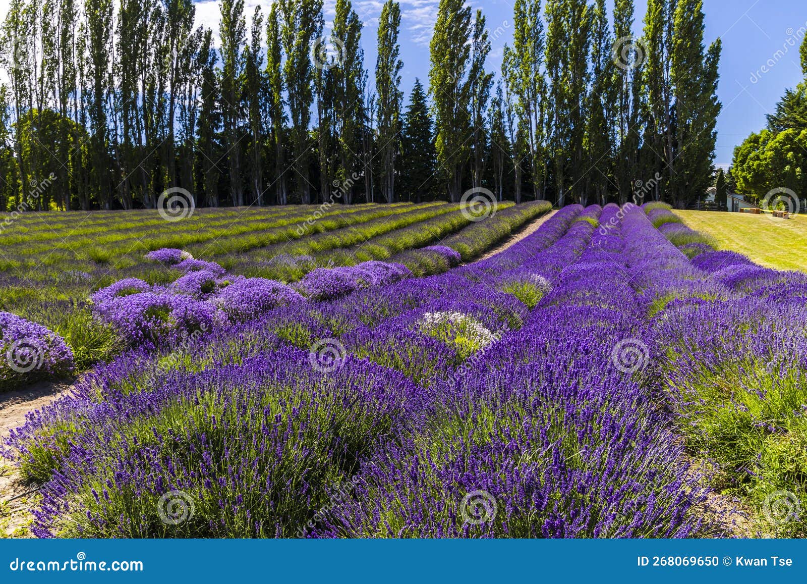 Lavender Fields Scenery at the Sequim Lavender Festival in Summer ...