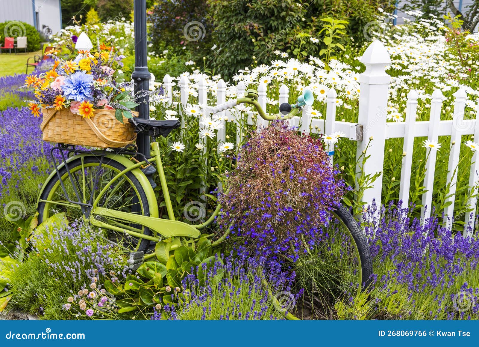 Lavender Fields Scenery at the Sequim Lavender Festival in Summer ...