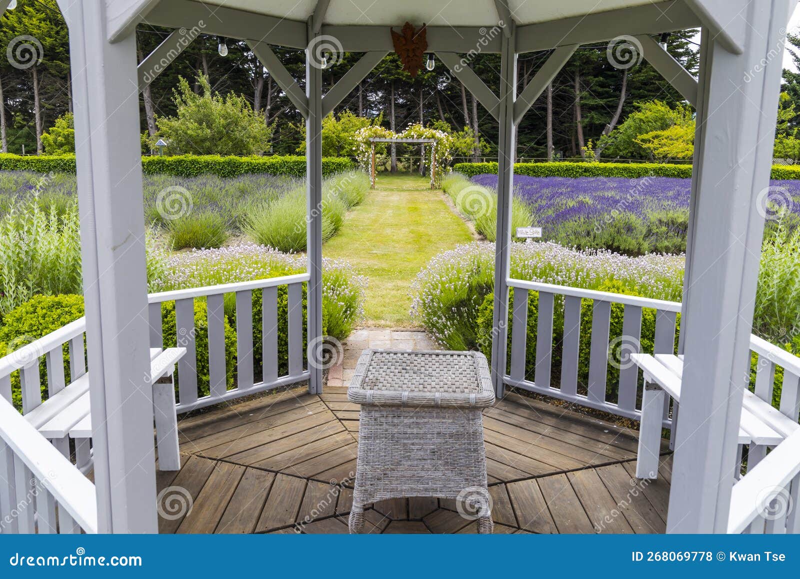 Lavender Fields Scenery at the Sequim Lavender Festival in Summer ...