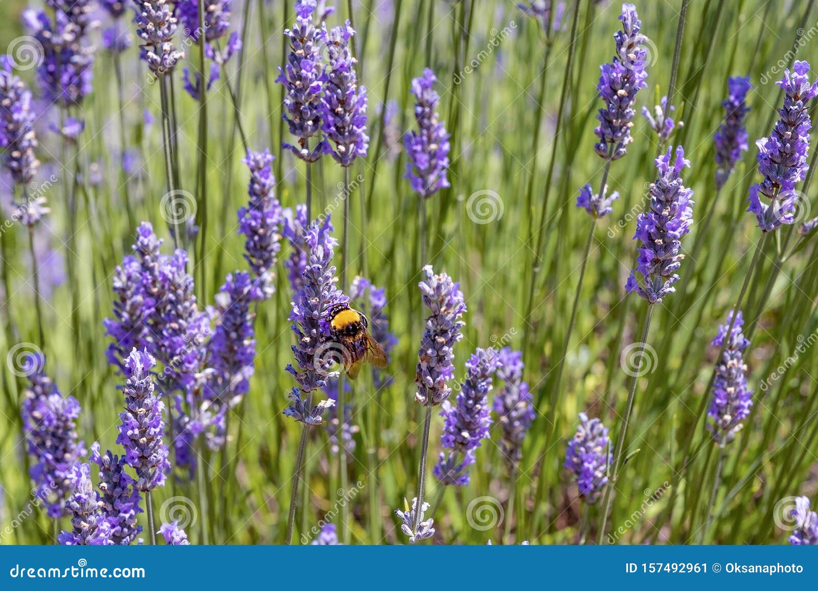 Lavender Fields in Sequim, WA Stock Image - Image of french, garden ...