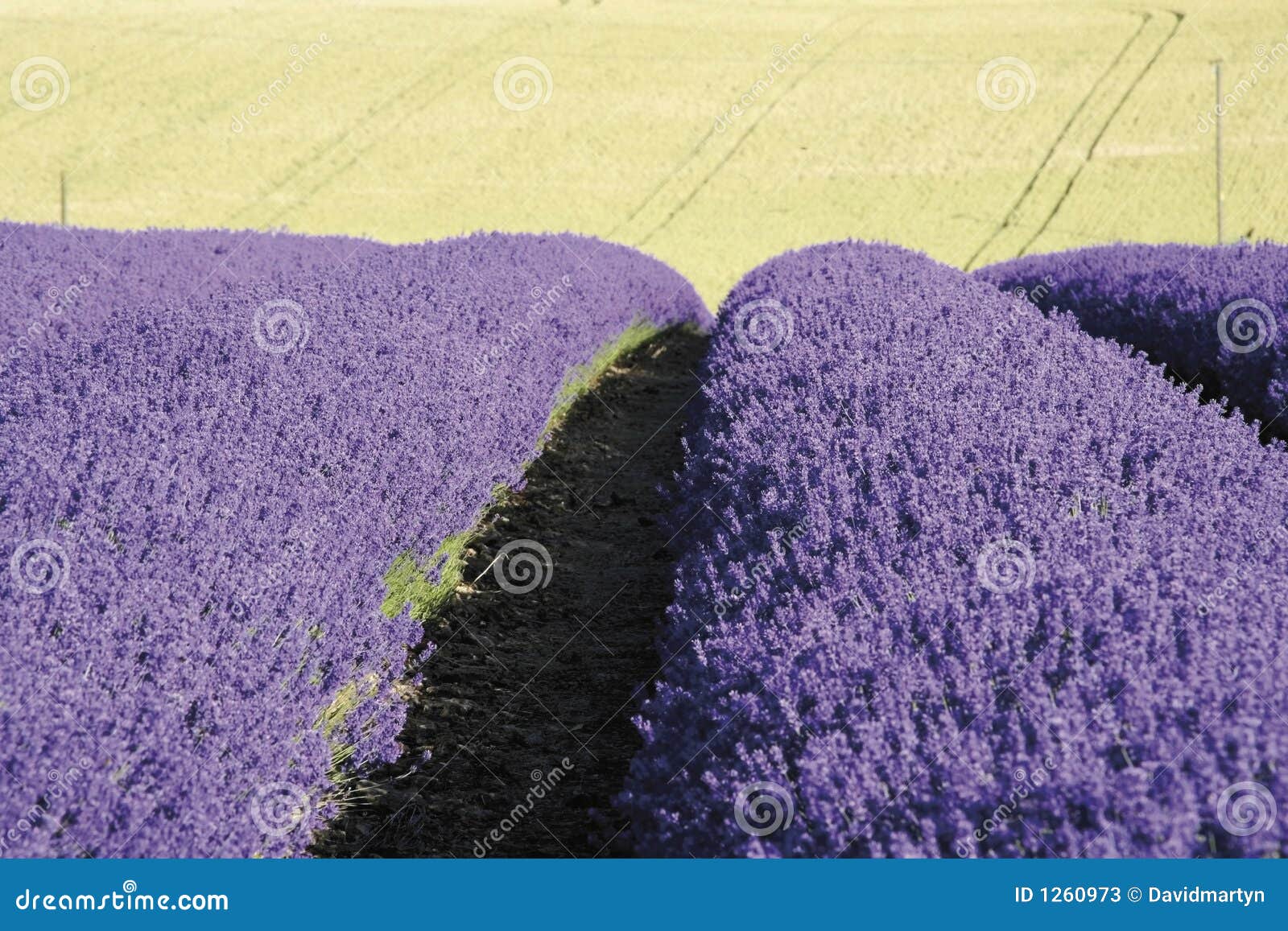 Lavender Fields Snowshill Lavender Farm the Cotswolds Gloucester Stock ...