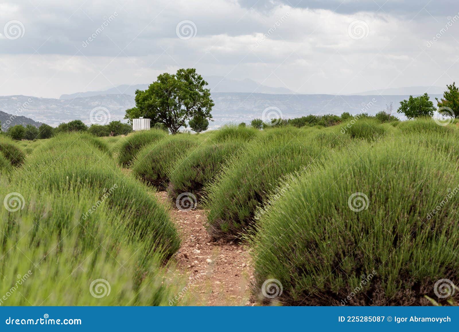 Lavender fields in Turkey stock image. Image of rural - 225285087
