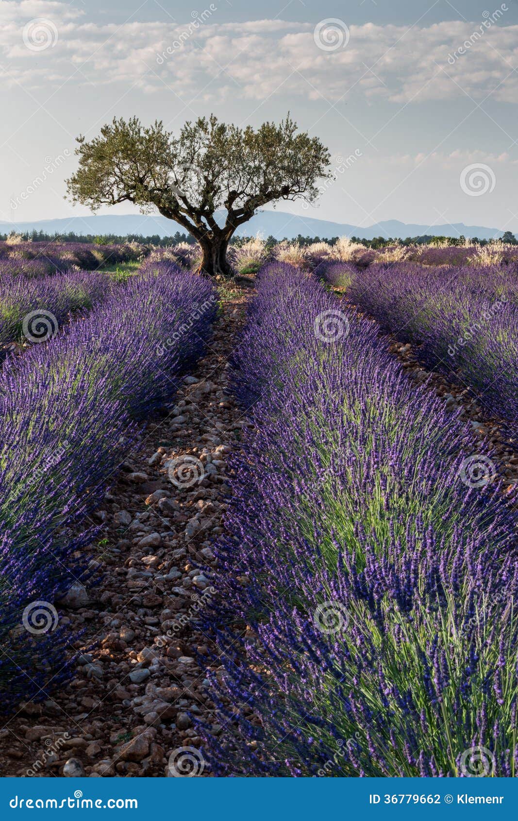 Lavender Fields in Vertical Position Stock Photo - Image of beauty ...