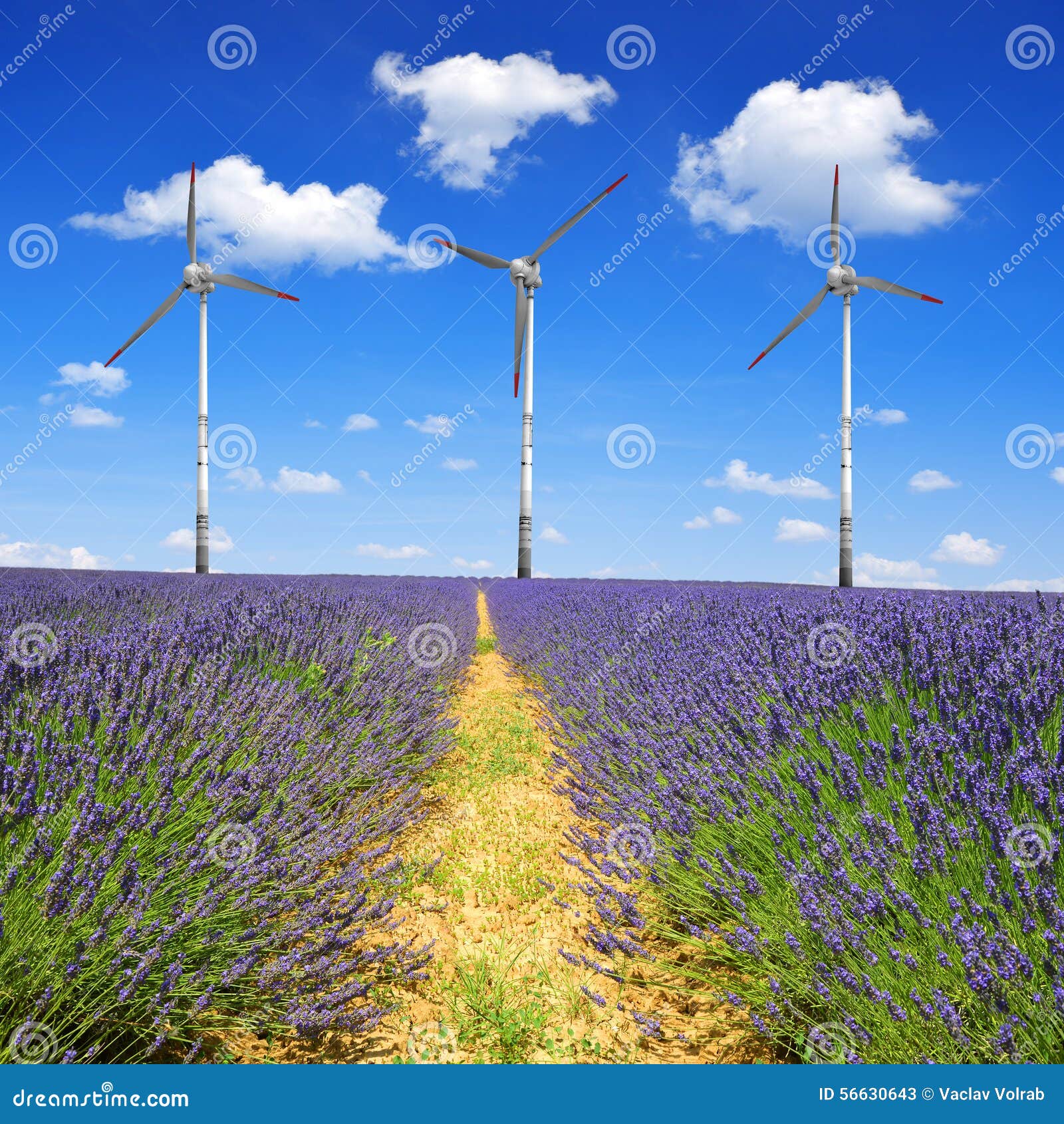 Lavender fields stock image. Image of july, blossom, cosmetic - 56630643