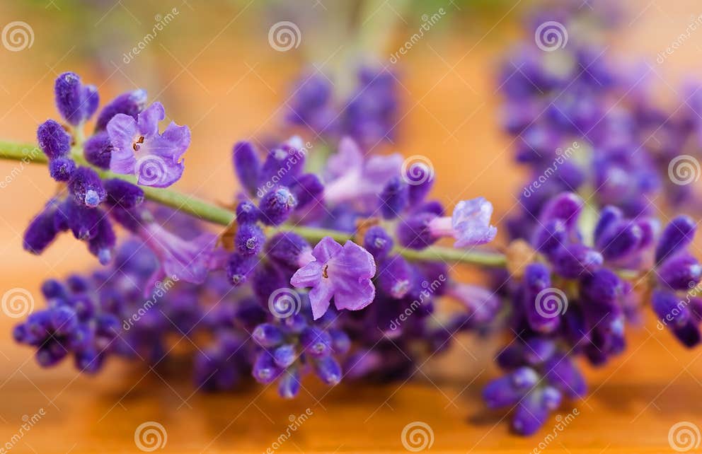 Lavender flower stock image. Image of flower, agriculture - 21237053