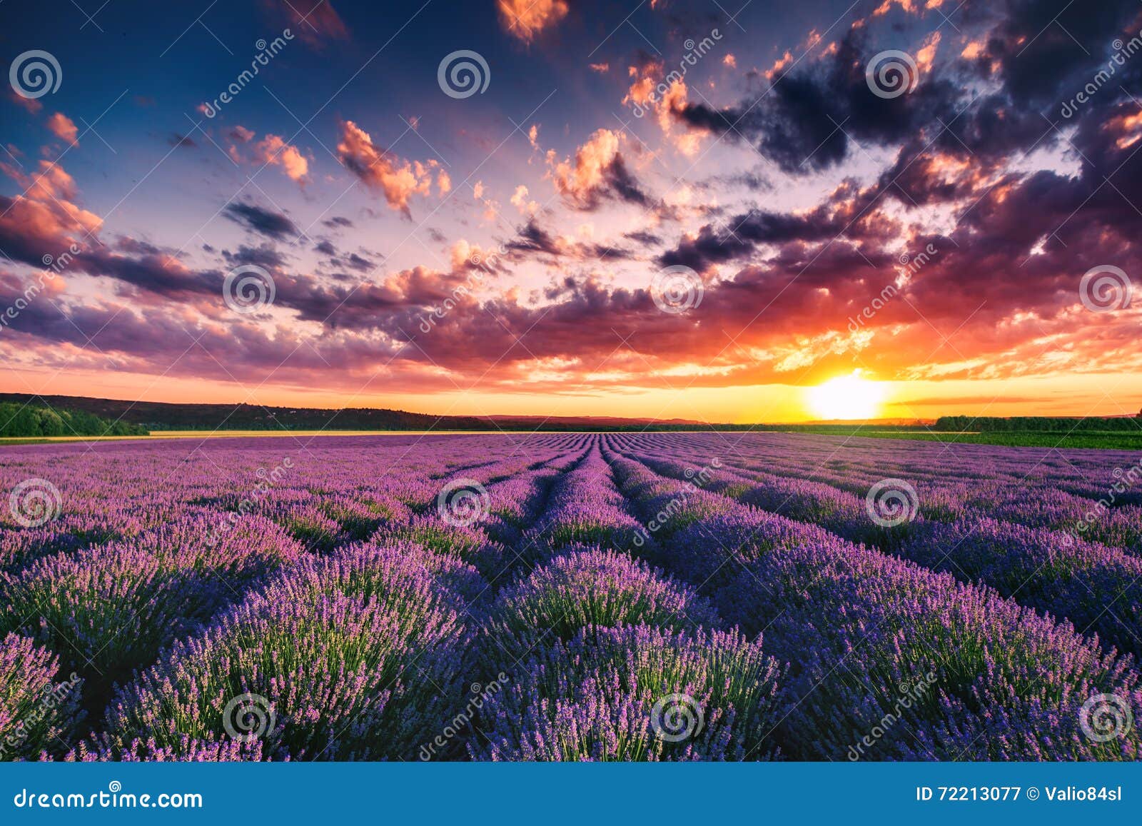 Lavender Flower Blooming Fields in Endless Rows. Sunset Shot. Stock ...