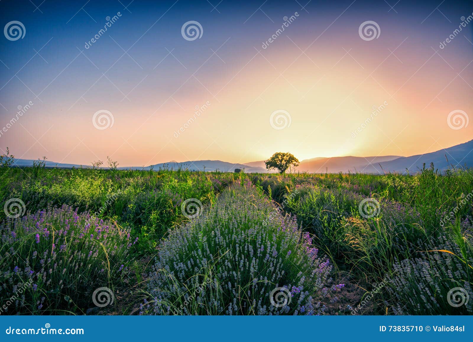 Lavender Flower Blooming Fields in Endless Rows. Sunset Shot. Stock ...