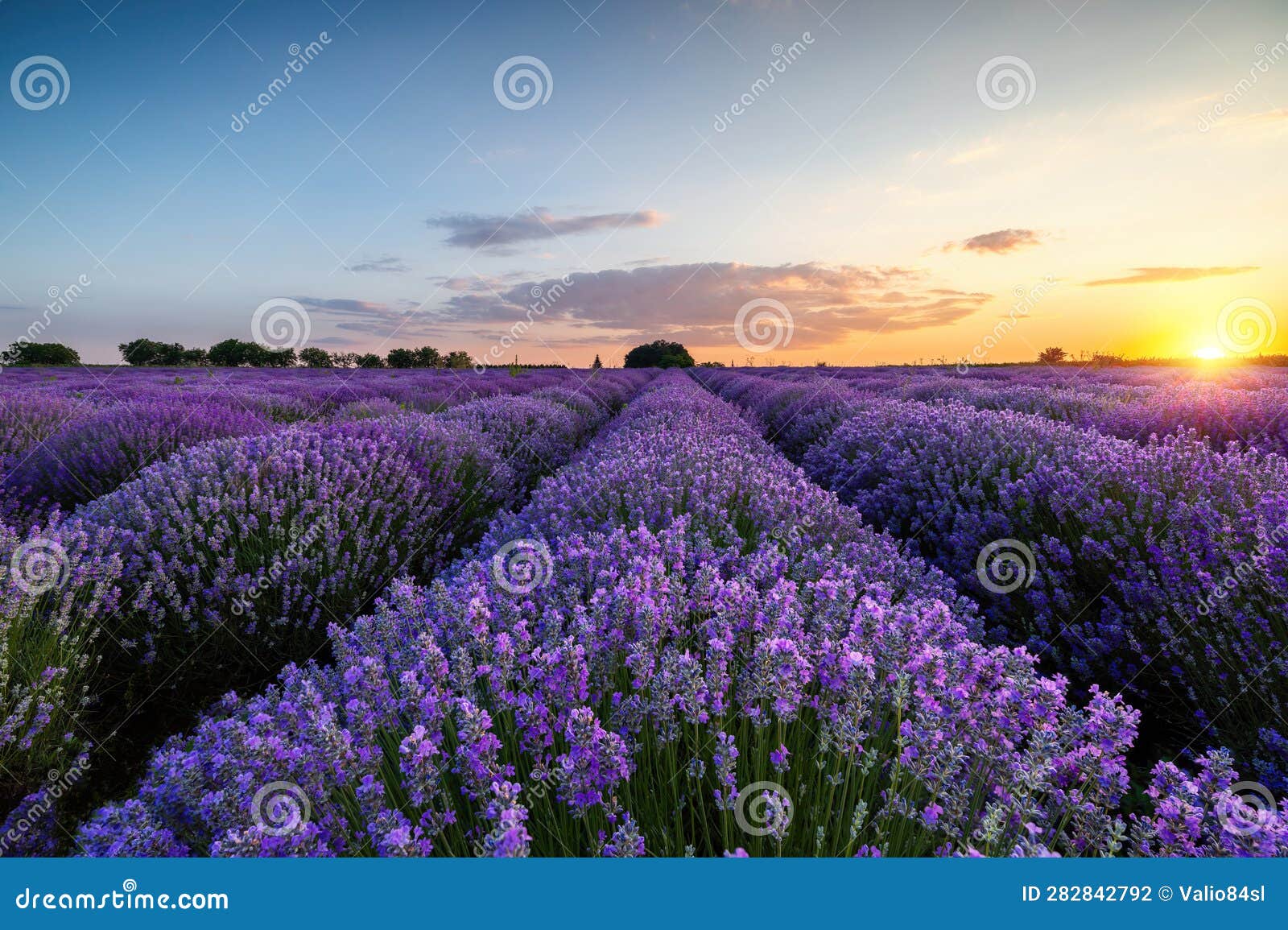 Lavender Flower Blooming Fields in Endless Rows. Sunset Shot Stock ...