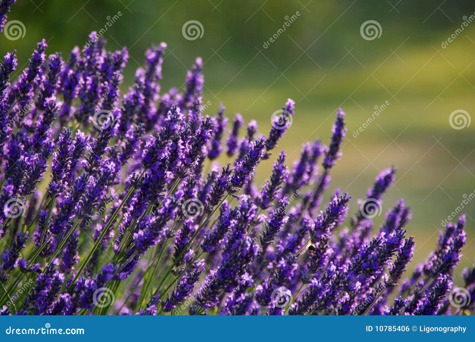 Lavender Flower Bush stock photo. Image of outdoors, perfume - 10785406