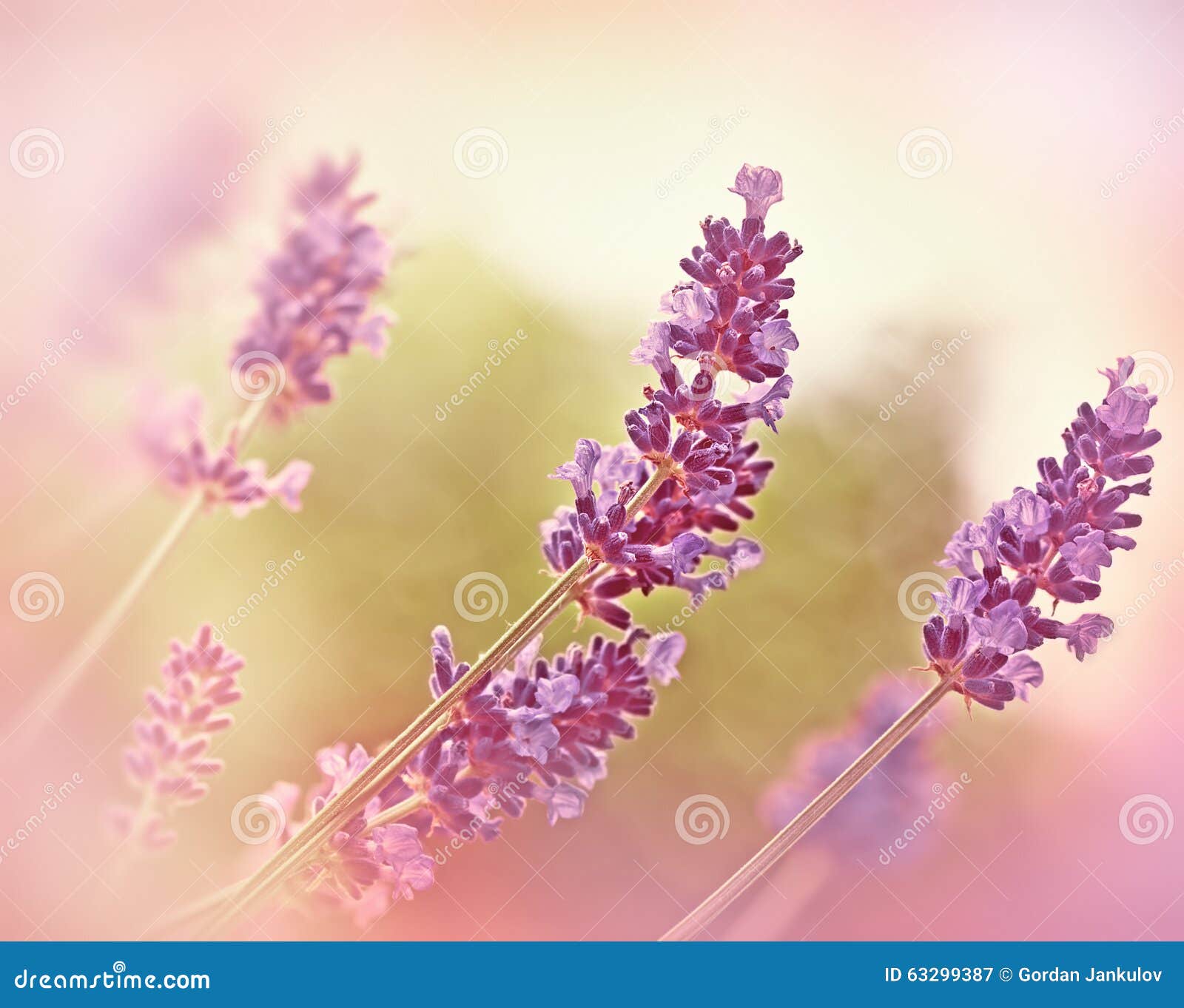 Lavender flower close up stock image. Image of harmony - 63299387