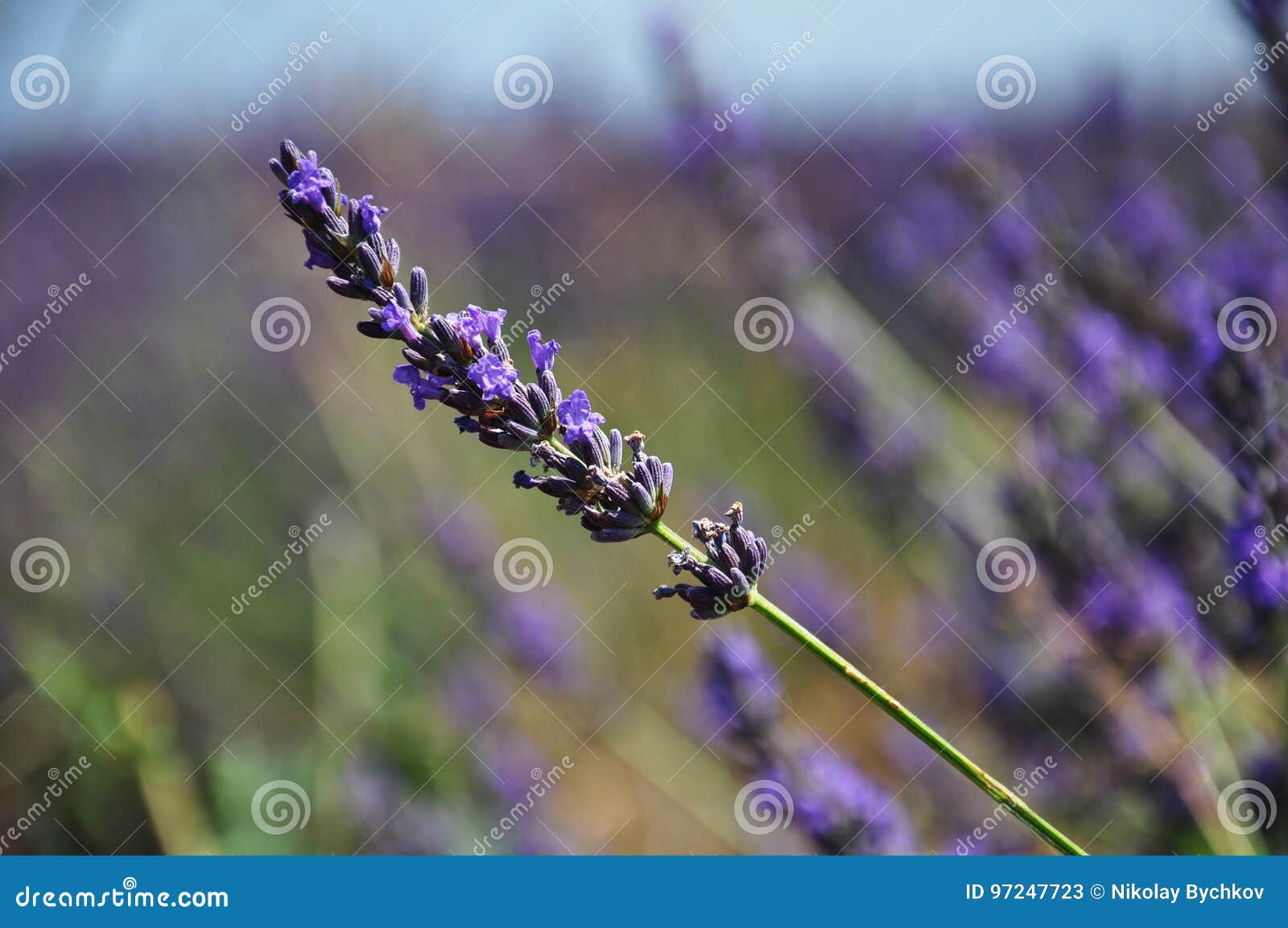 Lavender Flower in Close-up Stock Image - Image of bokeh, colorful ...