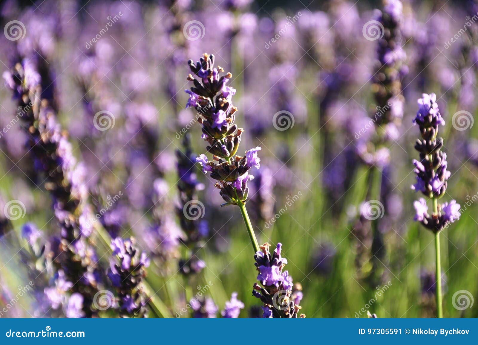Lavender Flower in Close-up Stock Image - Image of closeup, flora: 97305591