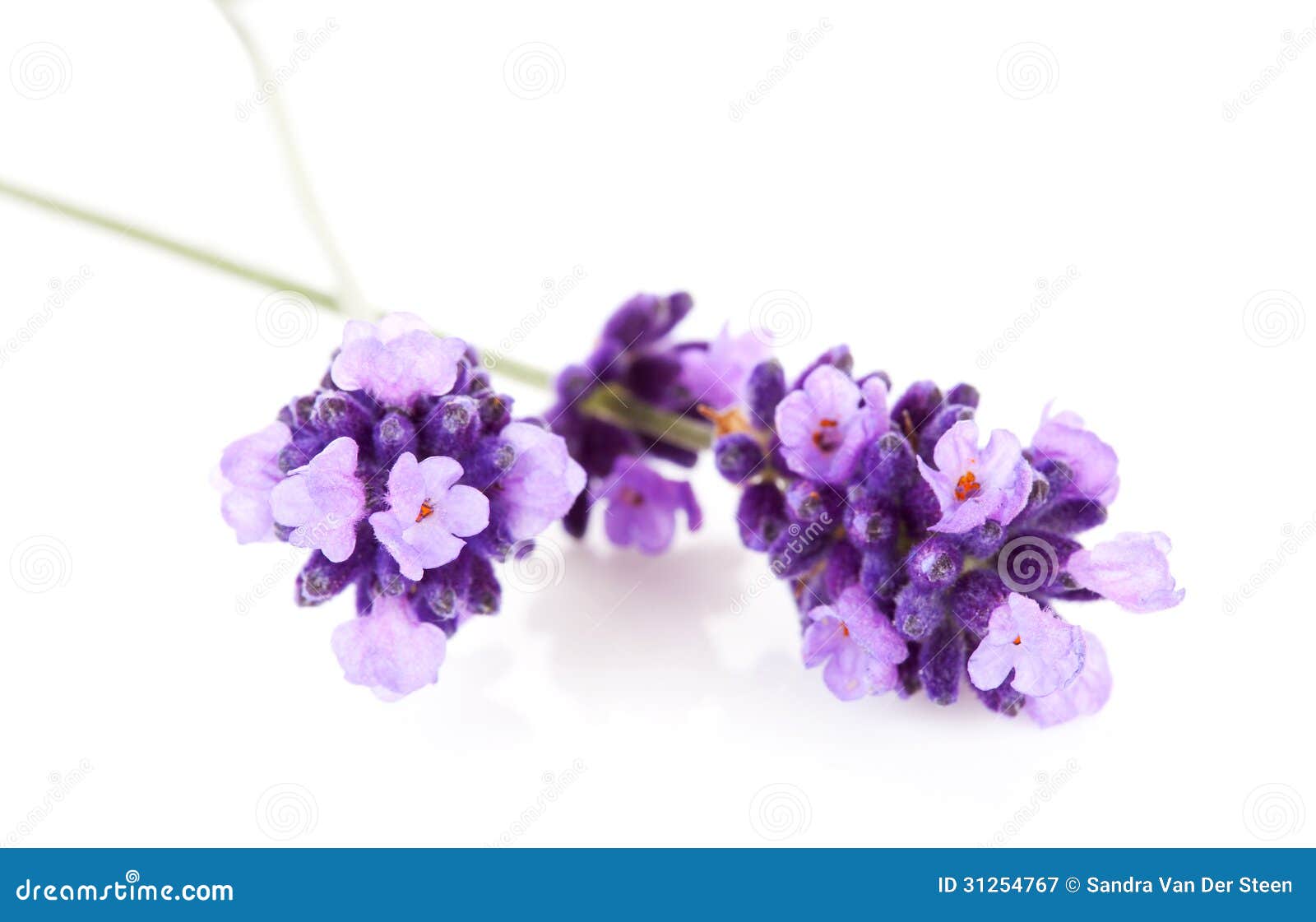 Lavender Flower Branch Bundle Dried White Wood Texture Backdrop Royalty ...