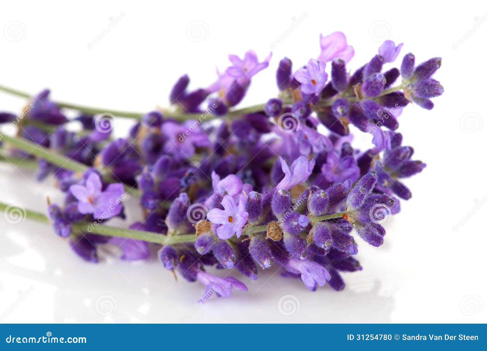 Lavender flower in closeup stock photo. Image of scent - 31254780