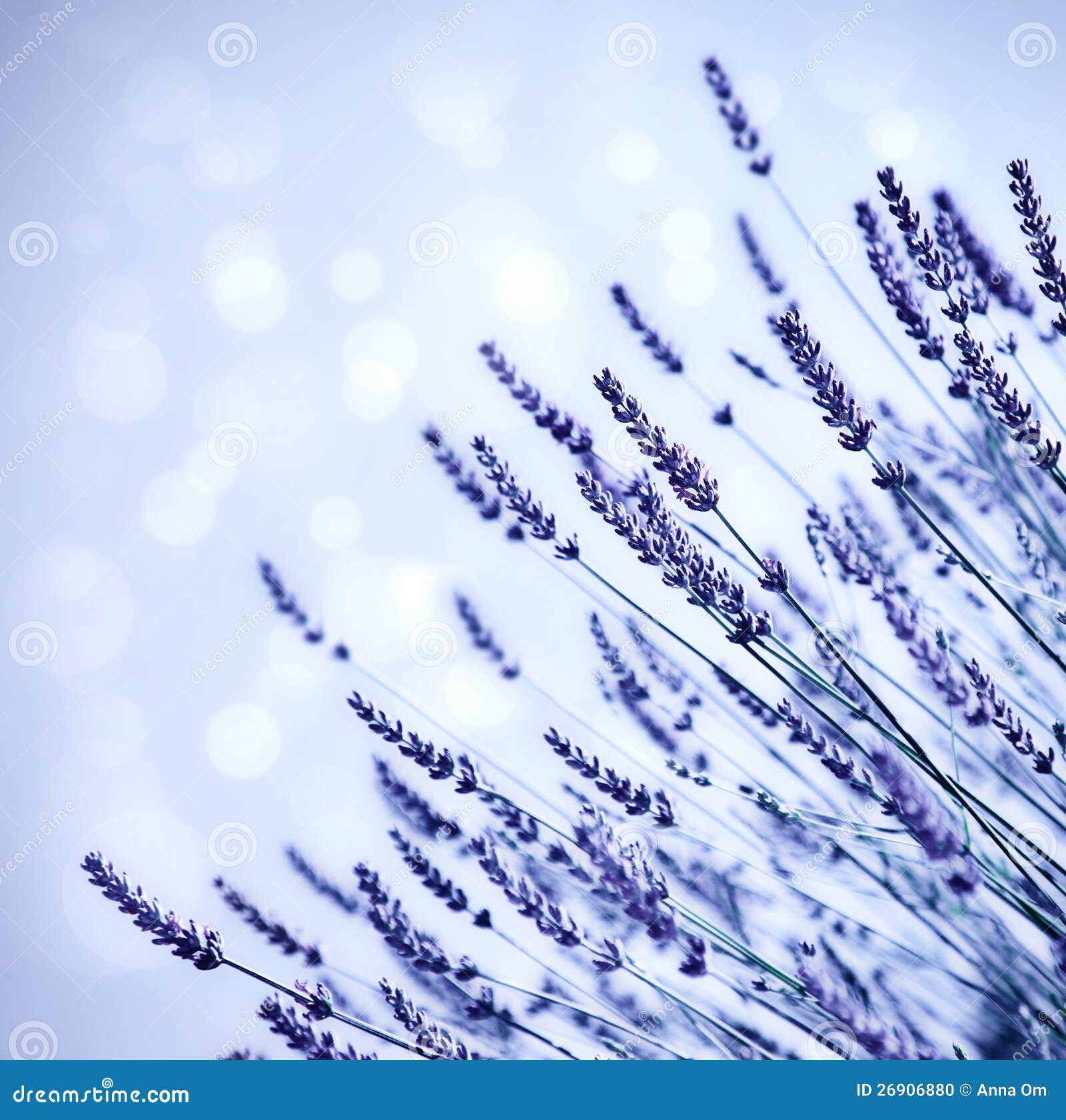 Lavender Flower Field Background Stock Photo - Image of field ... Lavender Flower Field Background Stock Photo - Image of field ...