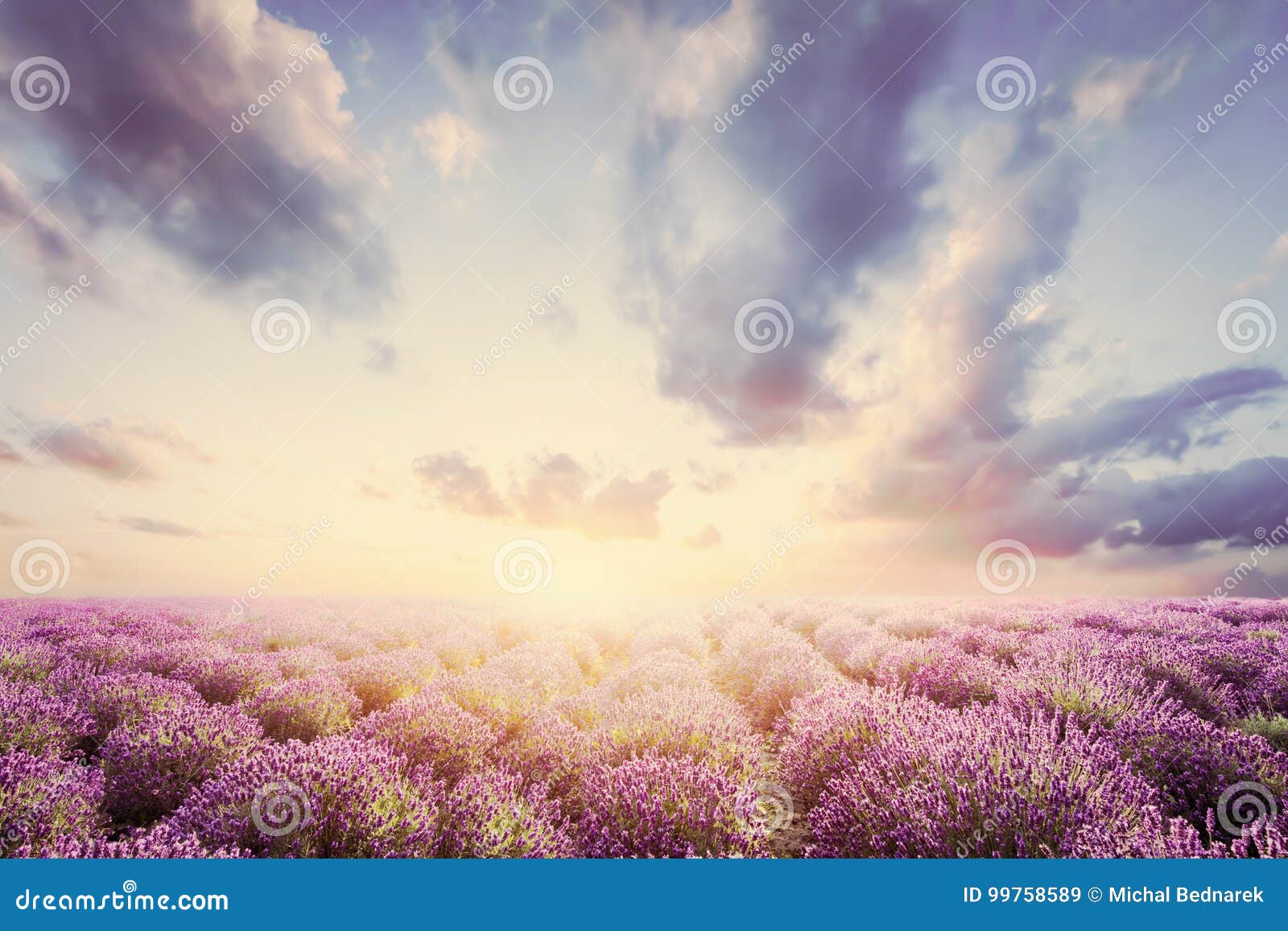 Lavender Flower Field at Sunset. Vintage Stock Image - Image of ...