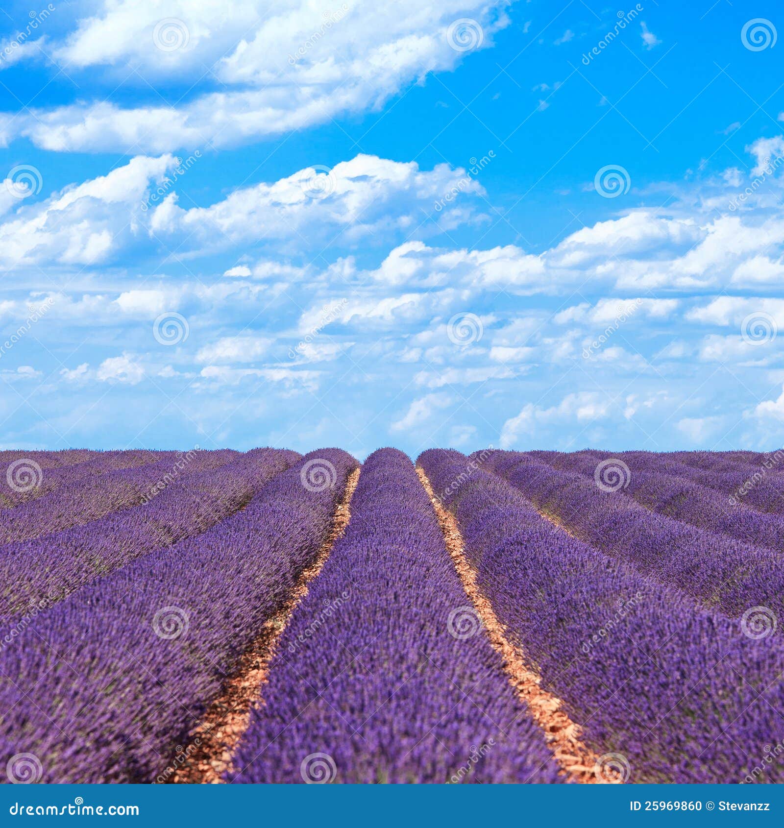 Lavender Flower Fields Horizon. Provence, France Stock Photo - Image of ...