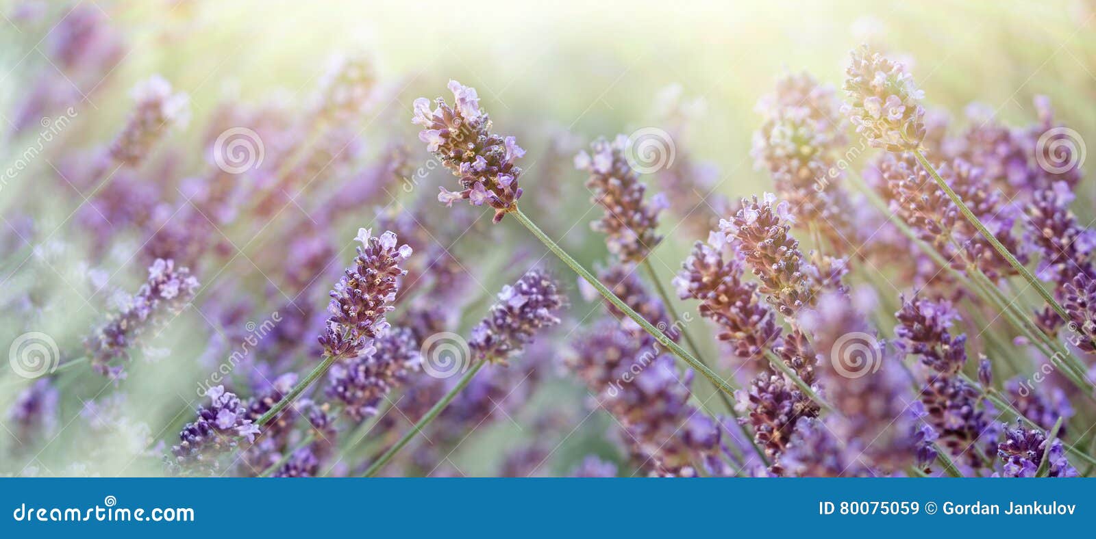 Lavender Flower Lit by Sun Rays Stock Image - Image of beauty, focus ...