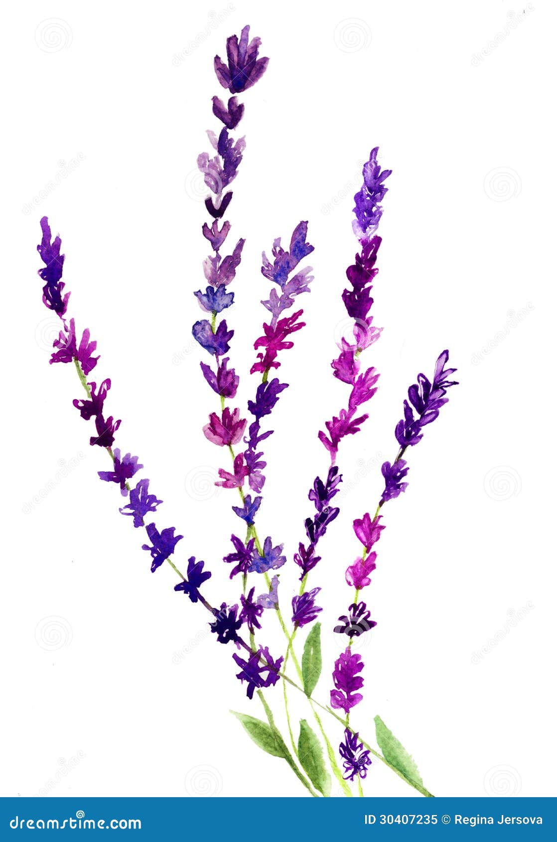 Lavender flower stock illustration. Illustration of lavender - 30407235