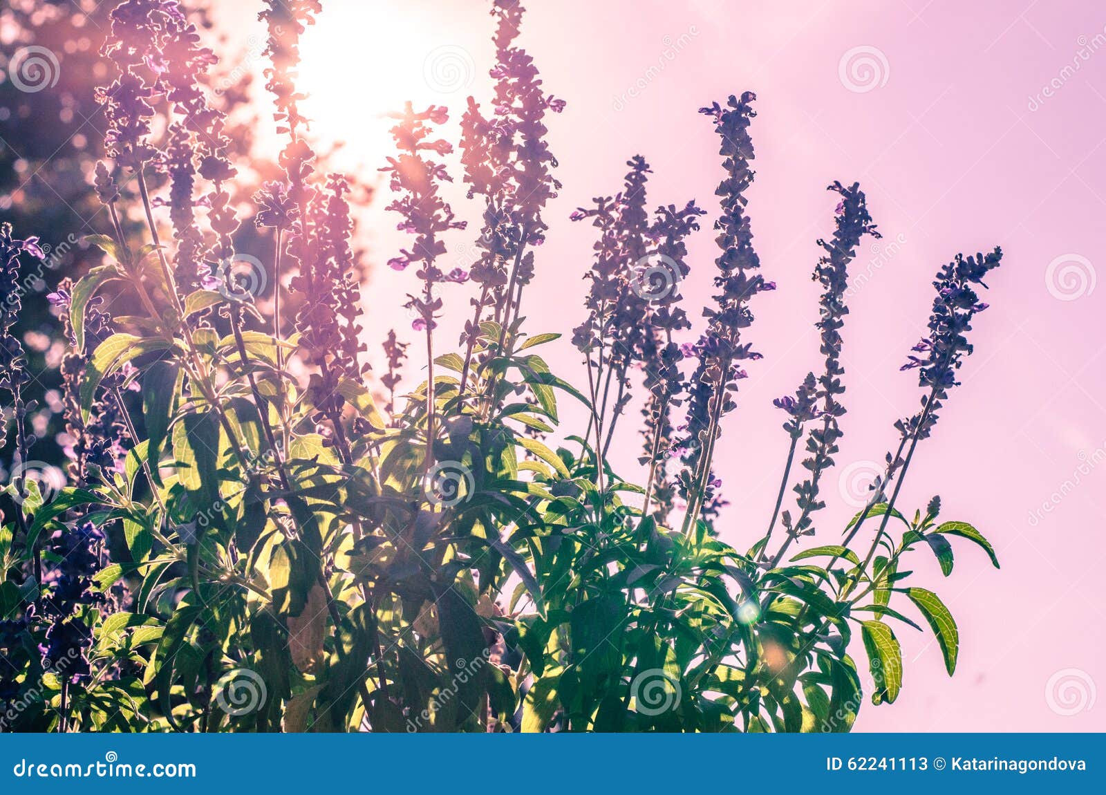Lavender flower stock image. Image of violet, purple - 62241113