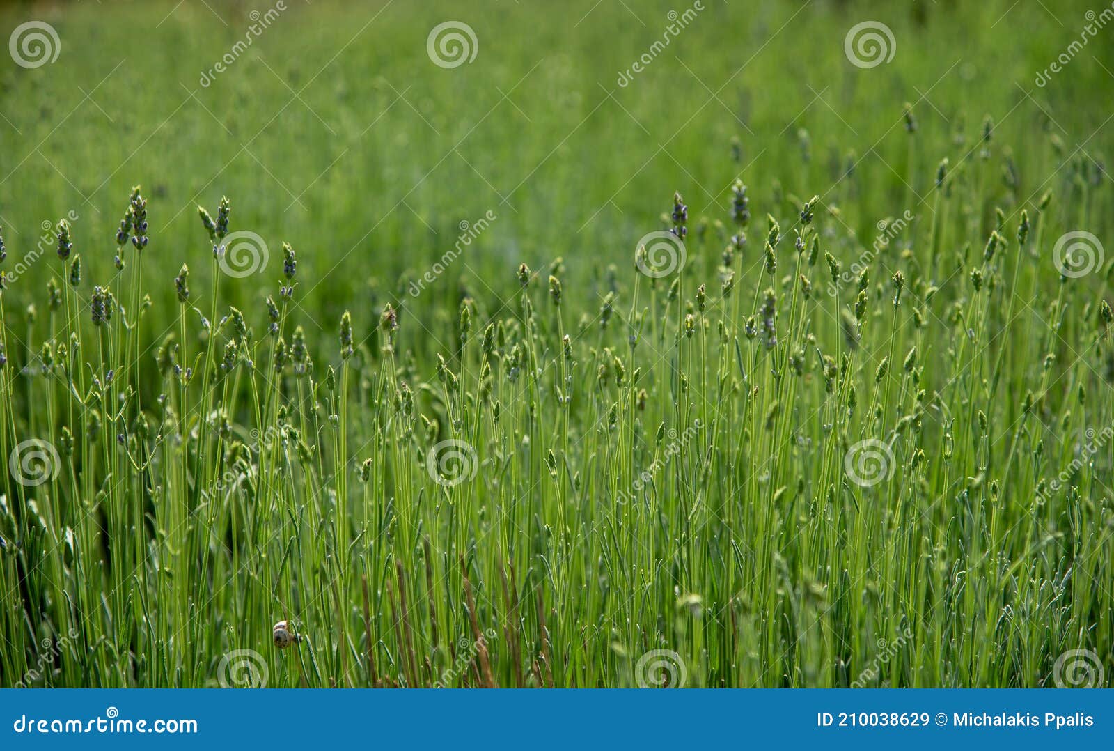 Lavender Flower Plant before Blooming. Scented Fields Stock Image ...